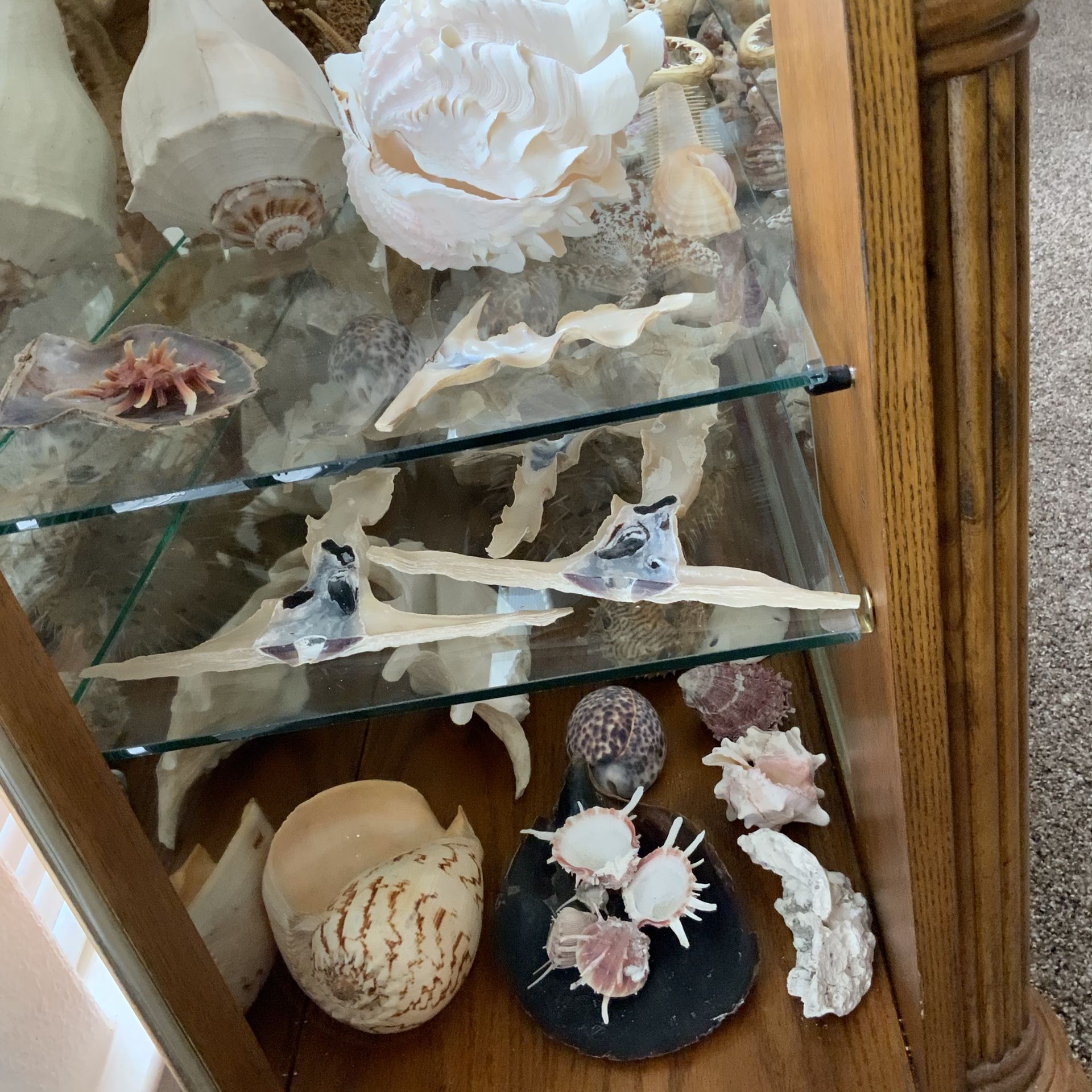 UNIQUE SEASHELL COLLECTION FROM ALL OVER THE WORLD for Sale in Glenoma ...