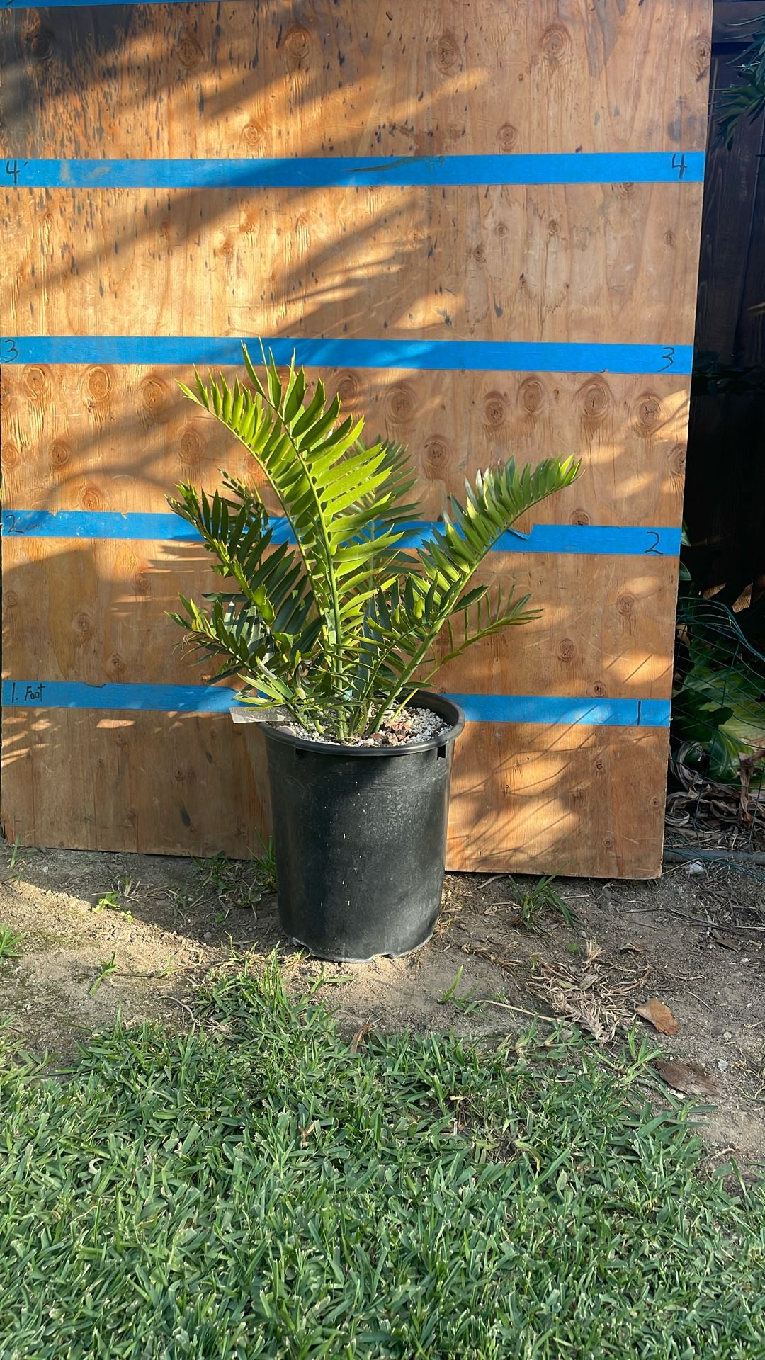 ARENARIUS. X. NAT X WOODII. CYCAD for Sale in Anaheim, CA - OfferUp