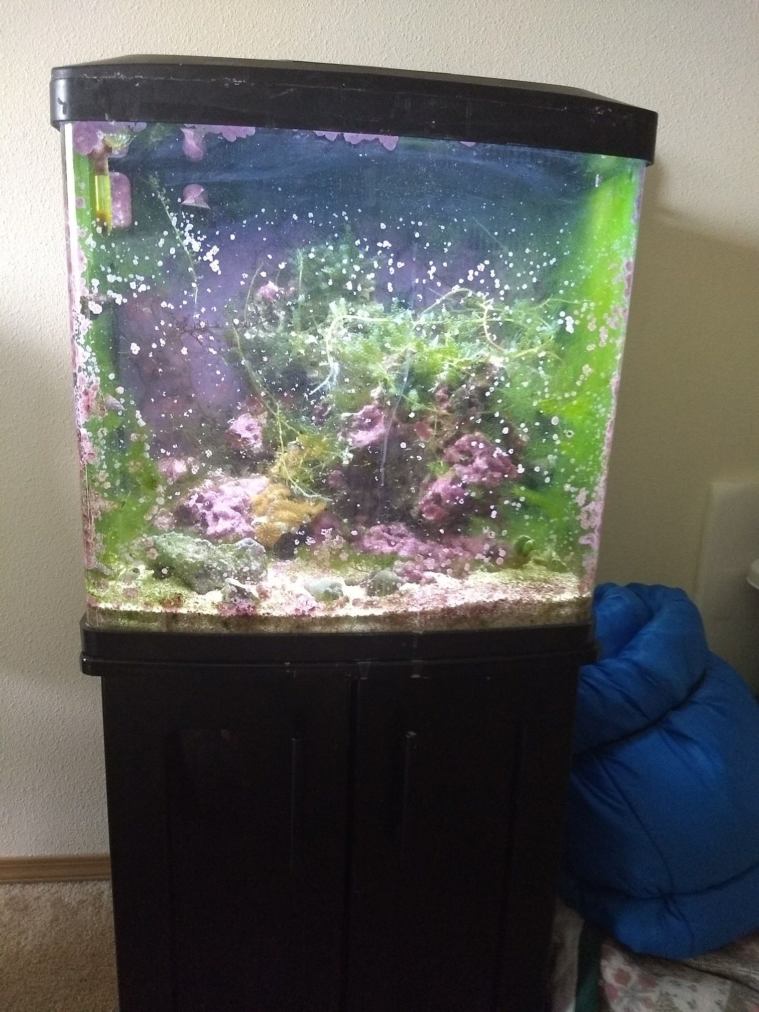 32 Gallon BioCube Aquarium W/LED Kit (Tank Stand) Coralife | atelier ...