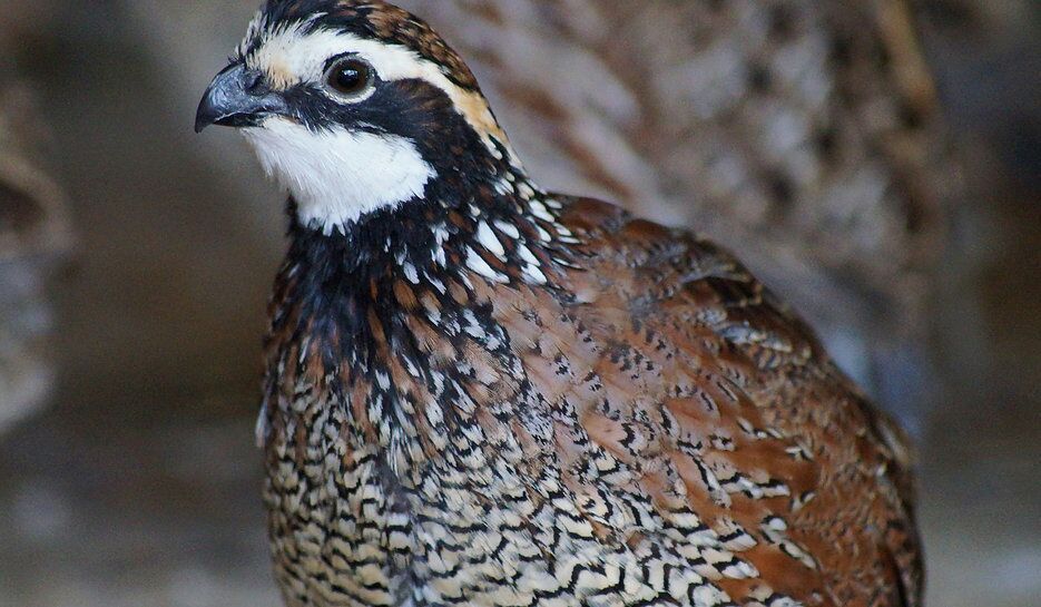 Godornis de california for Sale in Miami, FL - OfferUp