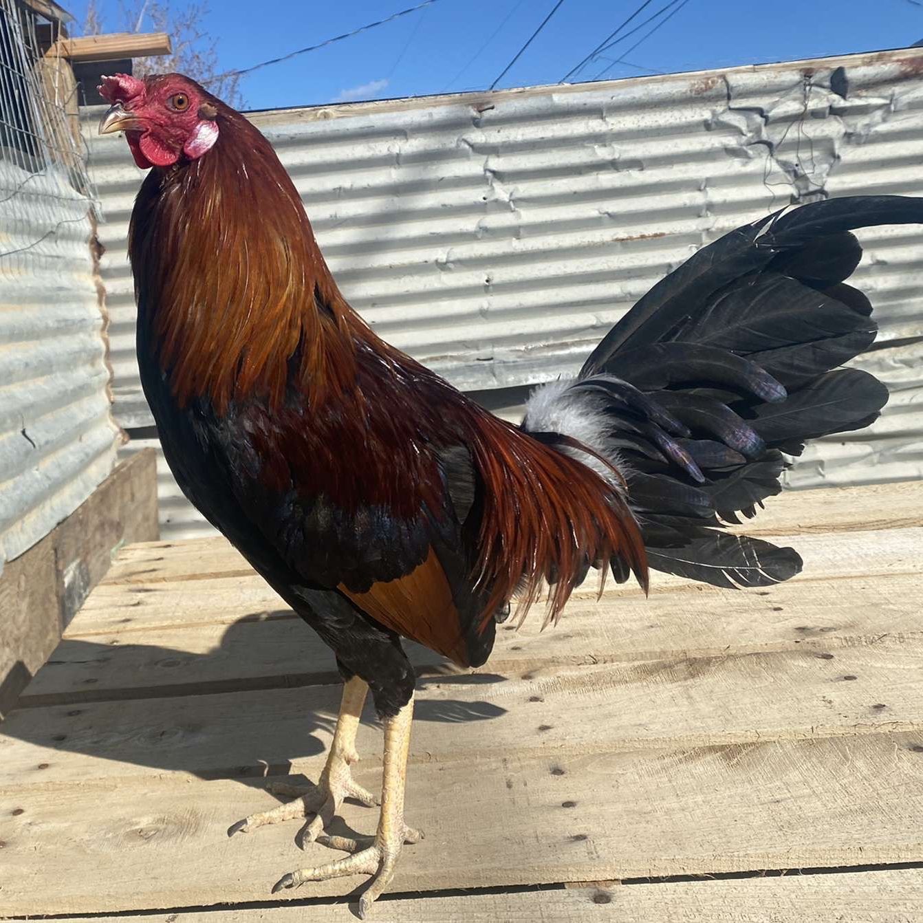 Gallinas Finas En Venta Características Morfológicas Y Productivas
