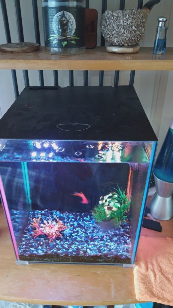 1 Gallon Fish Tank