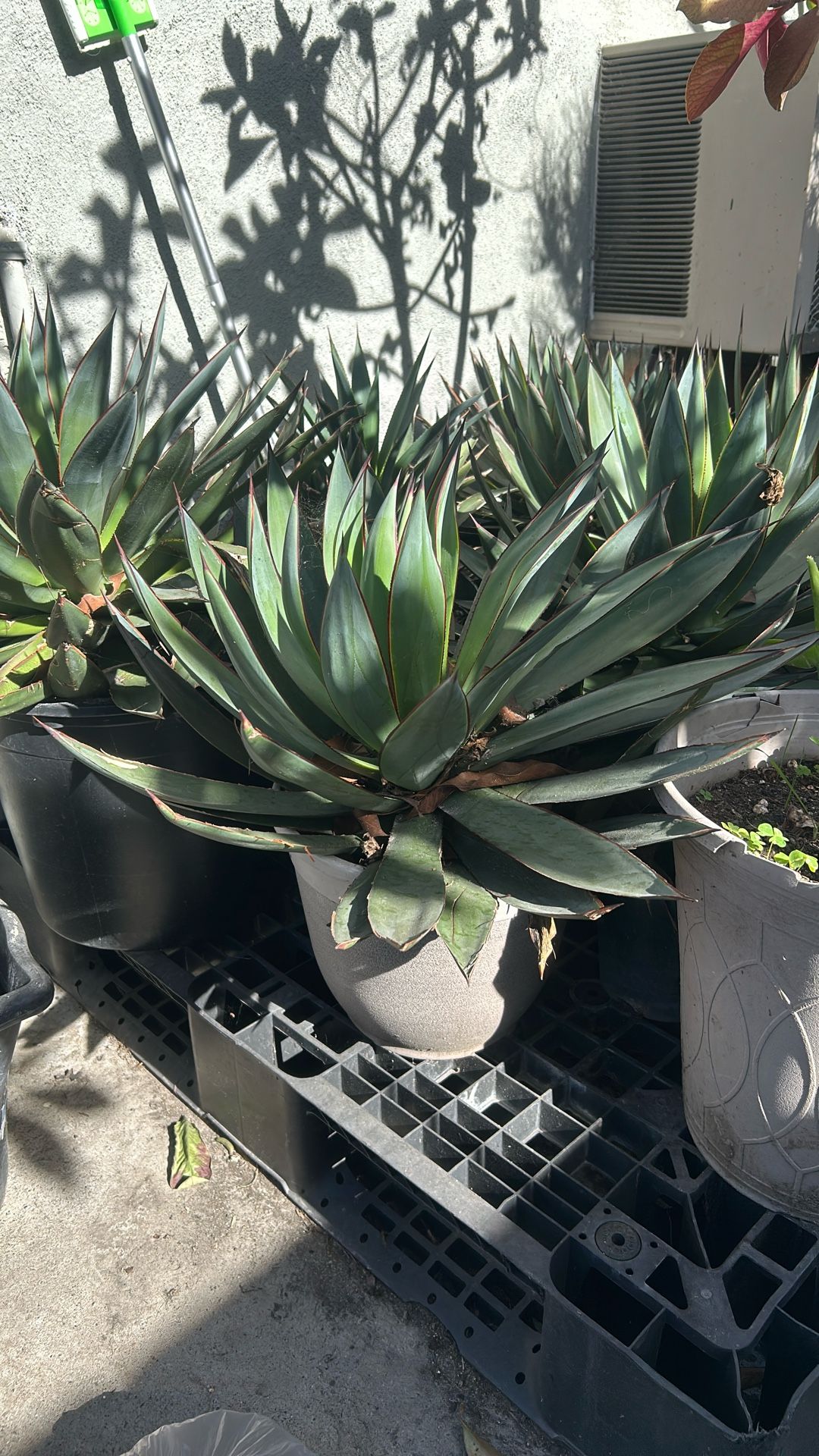 Blue Agave for Sale in Santa Ana, CA - OfferUp