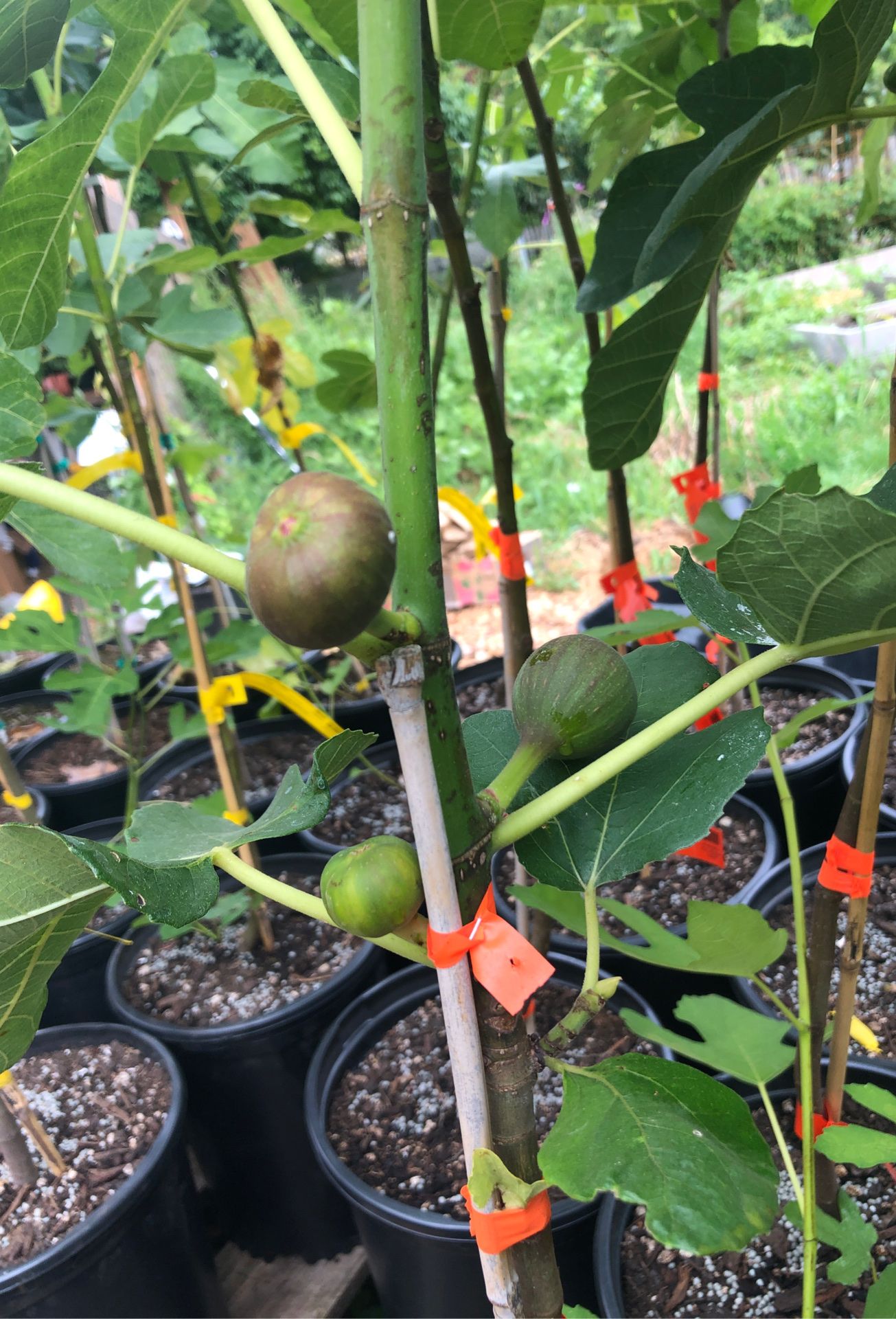 Vern’s Brown Turkey Fig Tree for Sale in Seattle, WA - OfferUp