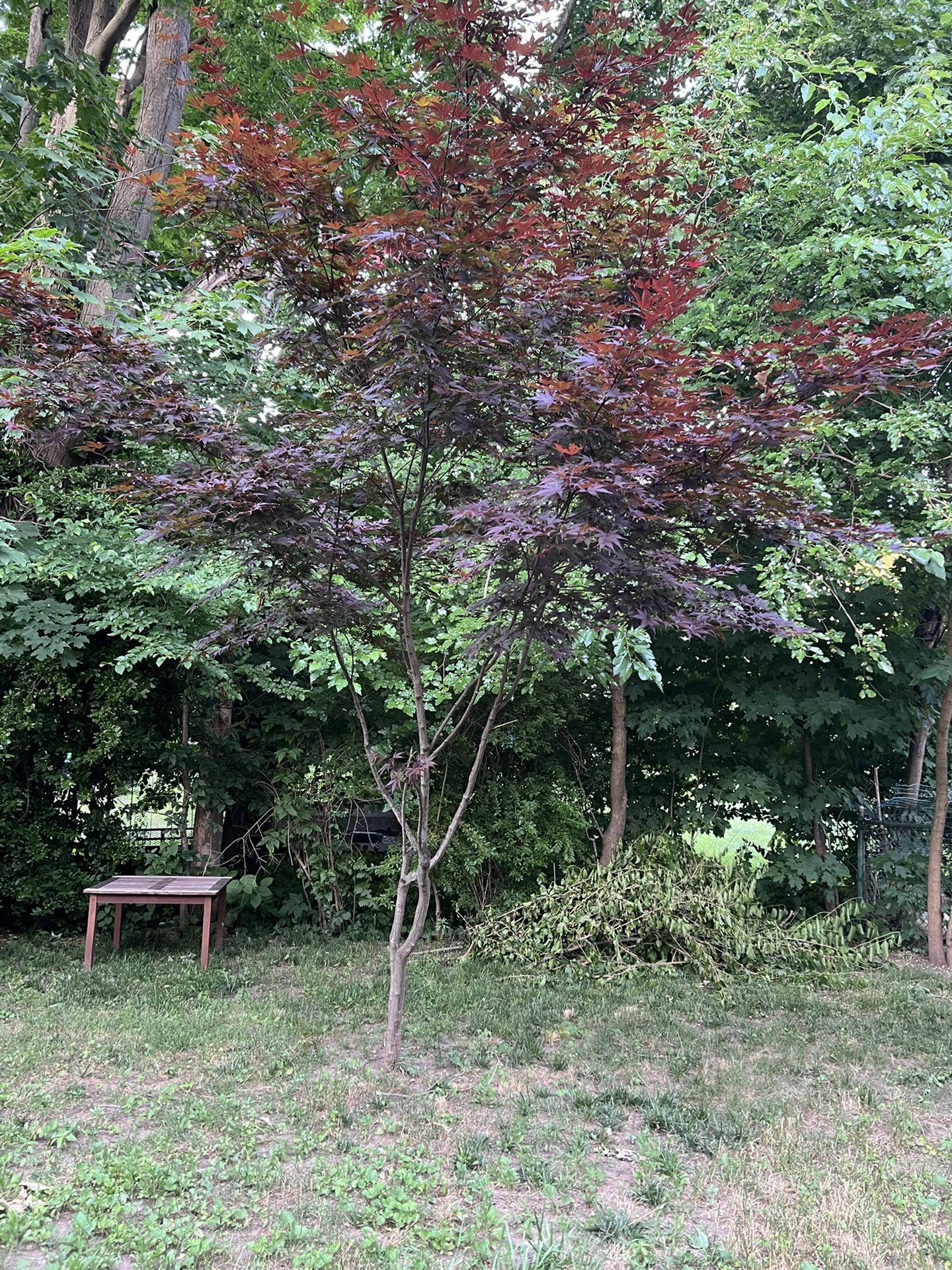 Japanese Maple 11’ Ft Tall -$150 OBO for Sale in Chicopee, MA - OfferUp