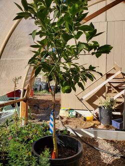Citrus Tree Cocktail, Árbol Cocktail De Citricos for Sale in Phoenix ...