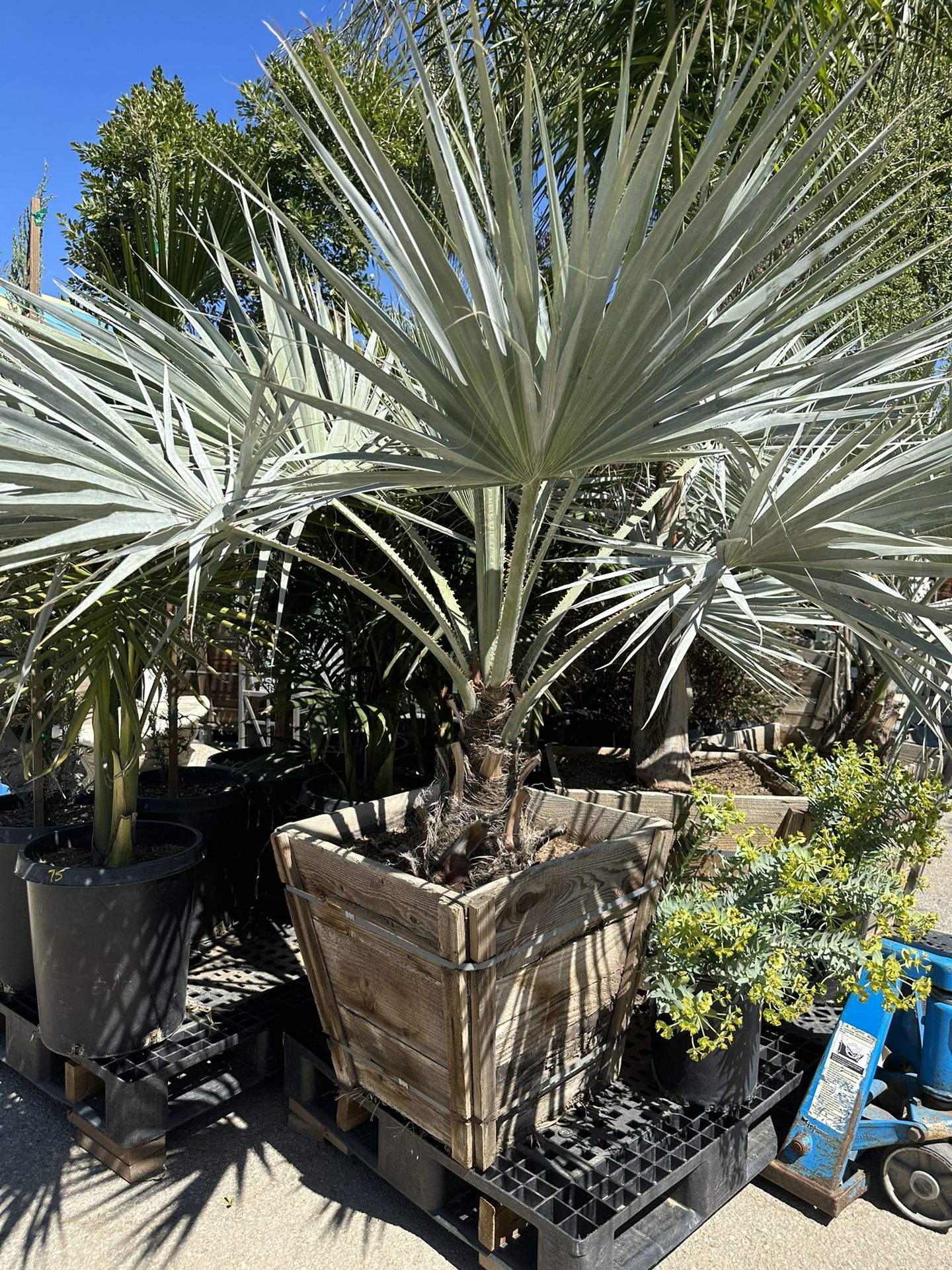 Mexican Blue Fan Palm