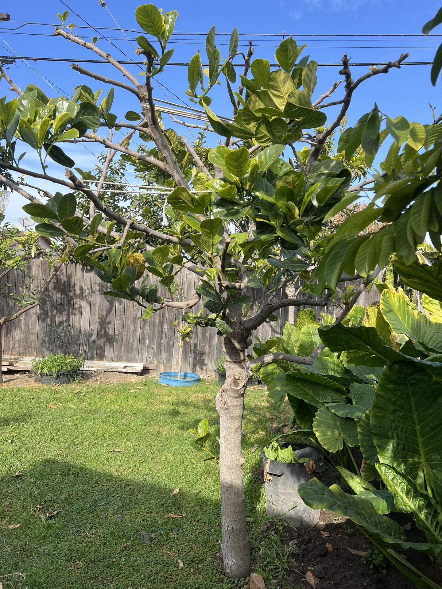 Mature Jackfruit Tree for Sale in Garden Grove, CA - OfferUp