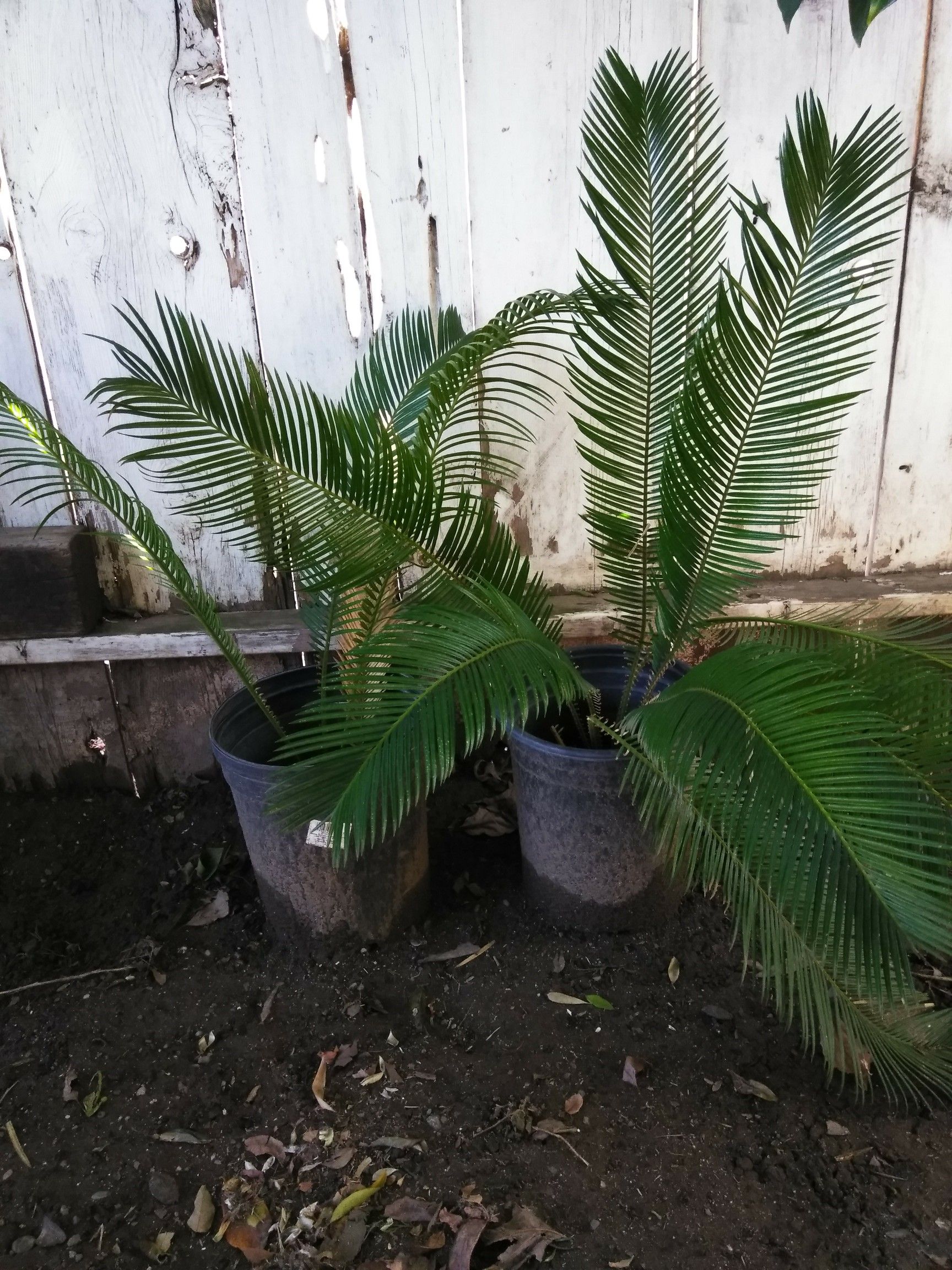 Sago Palm Trees for Sale in Yuba City, CA - OfferUp