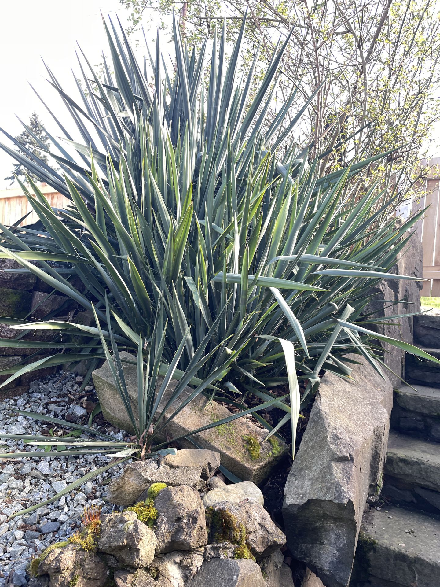 Yucca daughter plants for Sale in Renton, WA - OfferUp