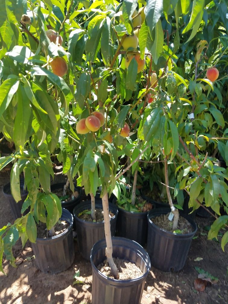 Fruit Trees grape vines & Berry Plants Peach Trees Cherry Pomogranate Pear FIG Nectarine ...