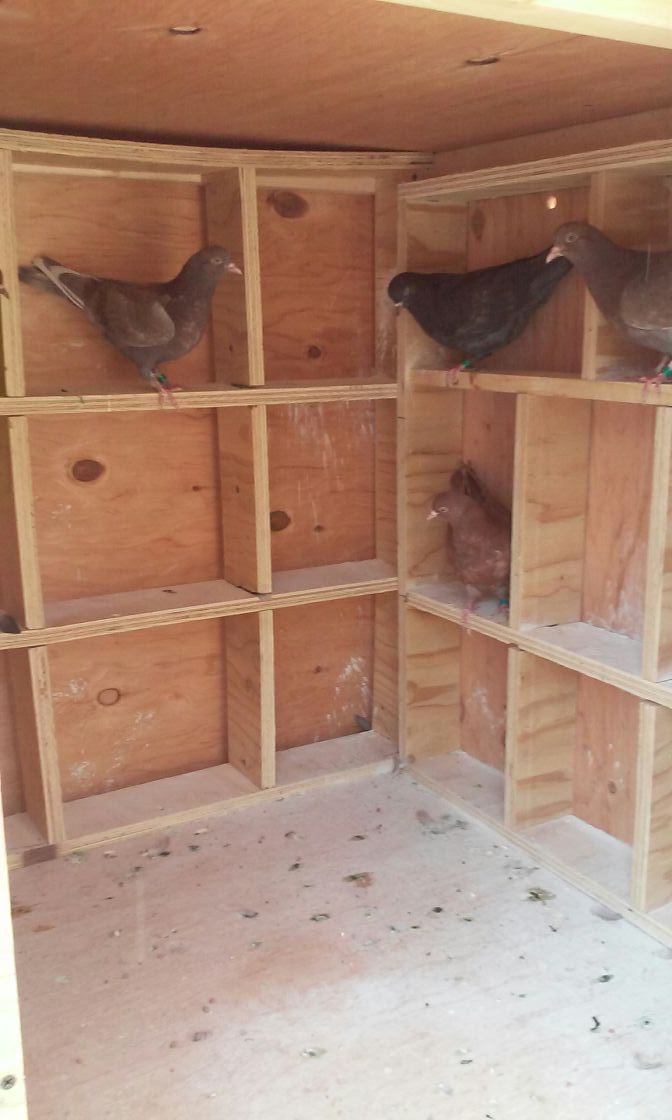 Pigeon Loft Nest Boxes