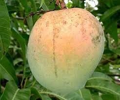 Huge Bombay Mango tree from Jamaica for Sale in Cutler Bay, FL - OfferUp