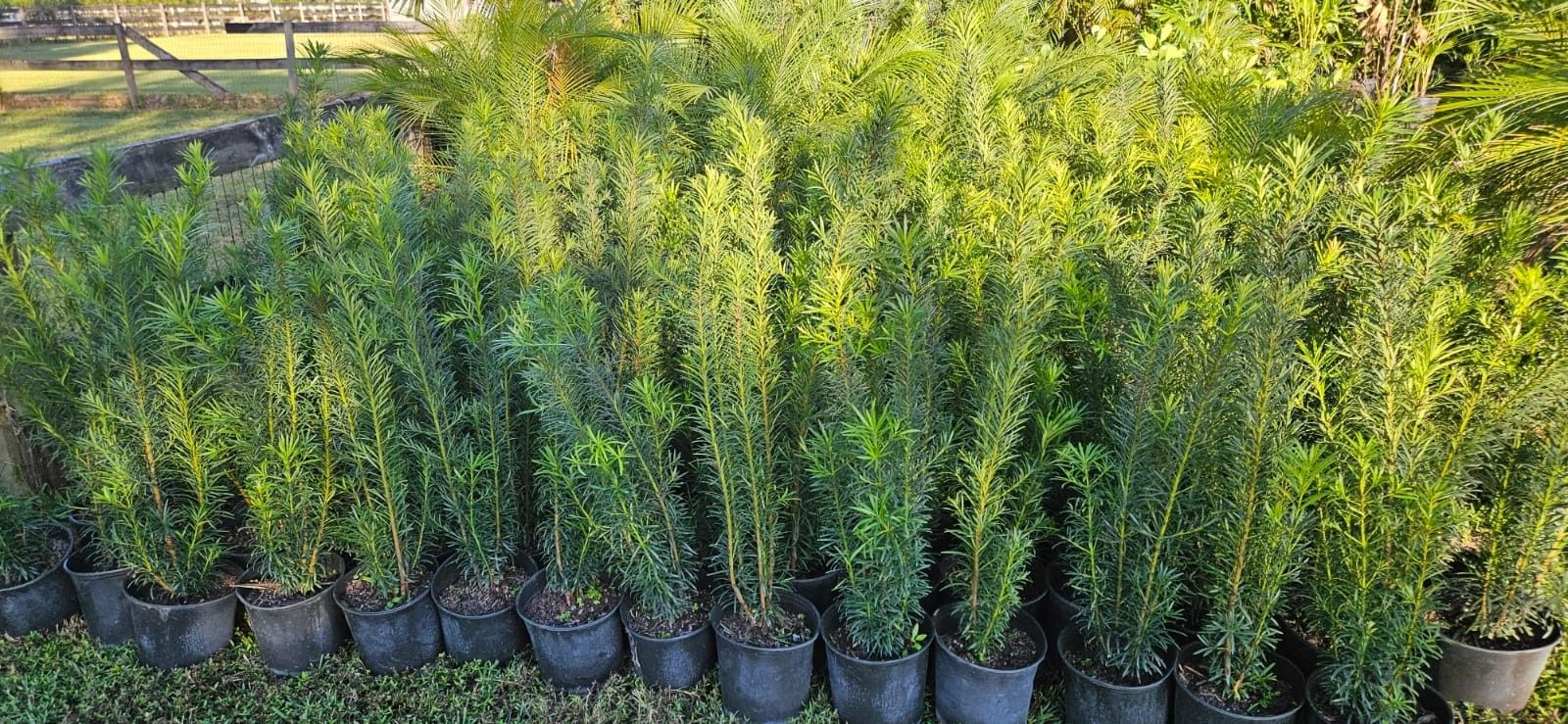 Podocarpus Over 3 plus Feet Tall Instant Privacy Message For Fence Only ...