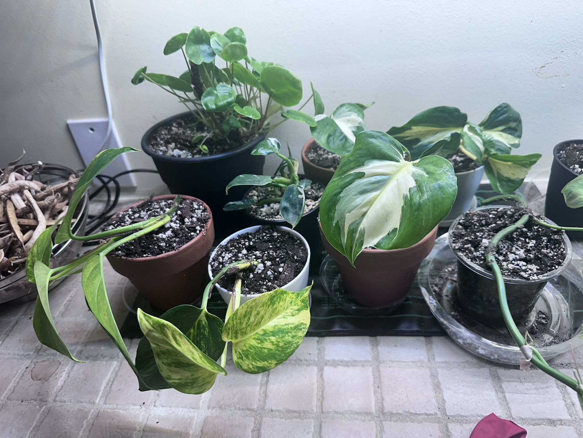 Pothos Starter Potted Plants for Sale in Lacey, WA - OfferUp