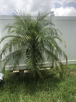 Baby Coconut Palm Tree