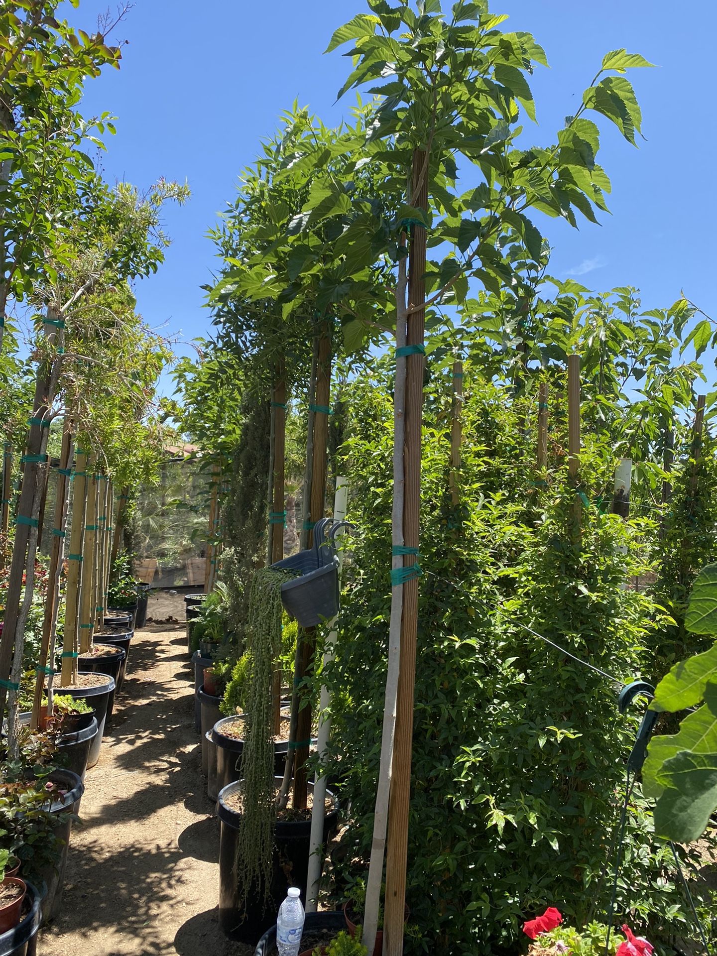 Fruitless Mulberry Tree for Sale in Adelanto, CA - OfferUp