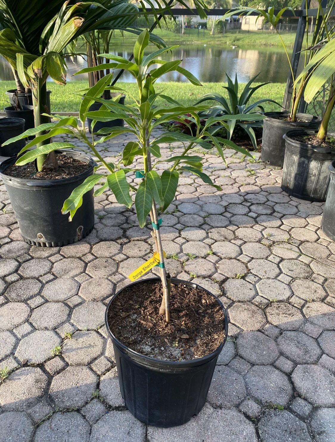 Orange sherbet Grafted Mango Tree for Sale in Fort Lauderdale, FL - OfferUp