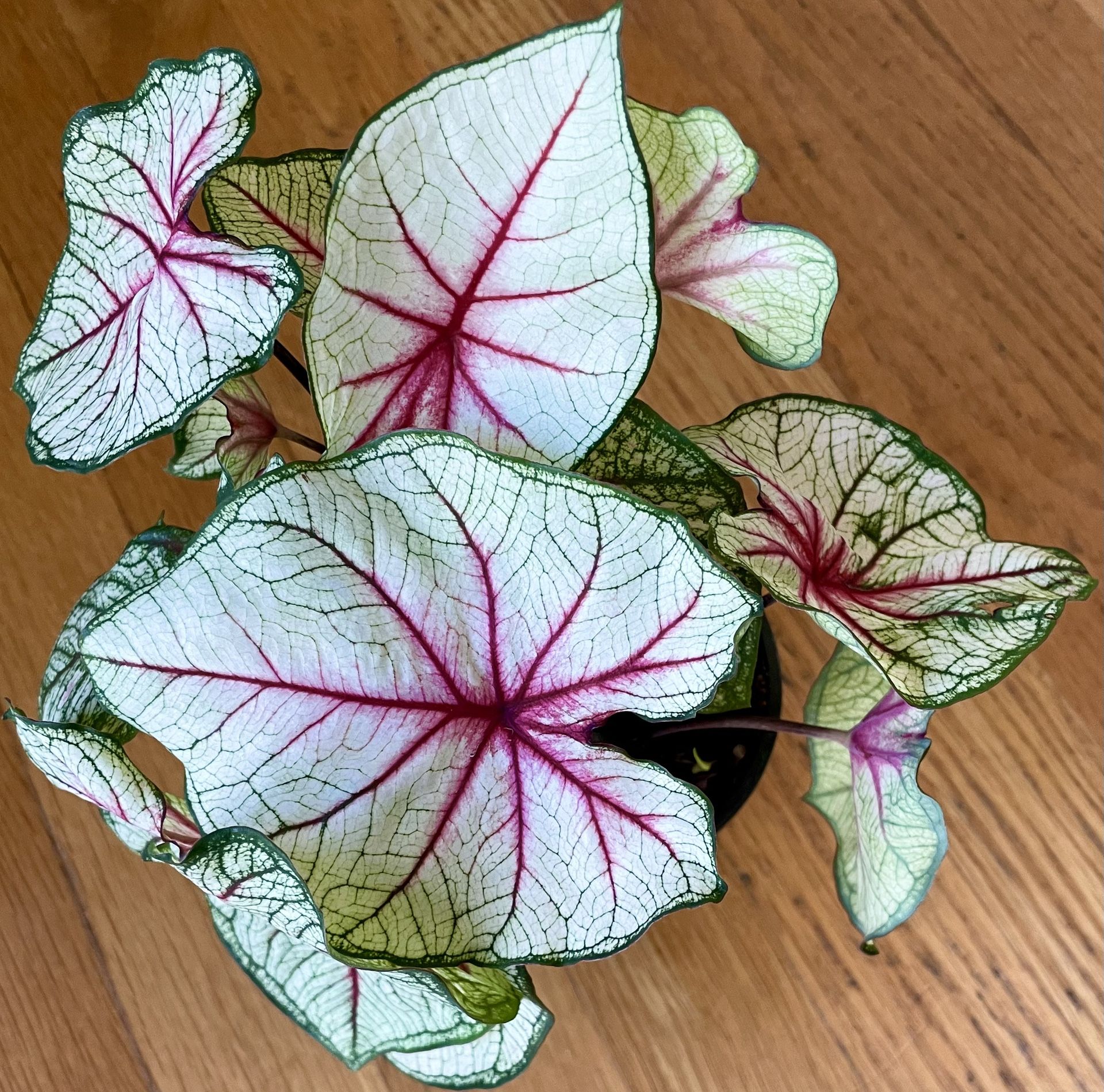 White Queen Caladium Plant / Free Delivery Available for Sale in ...