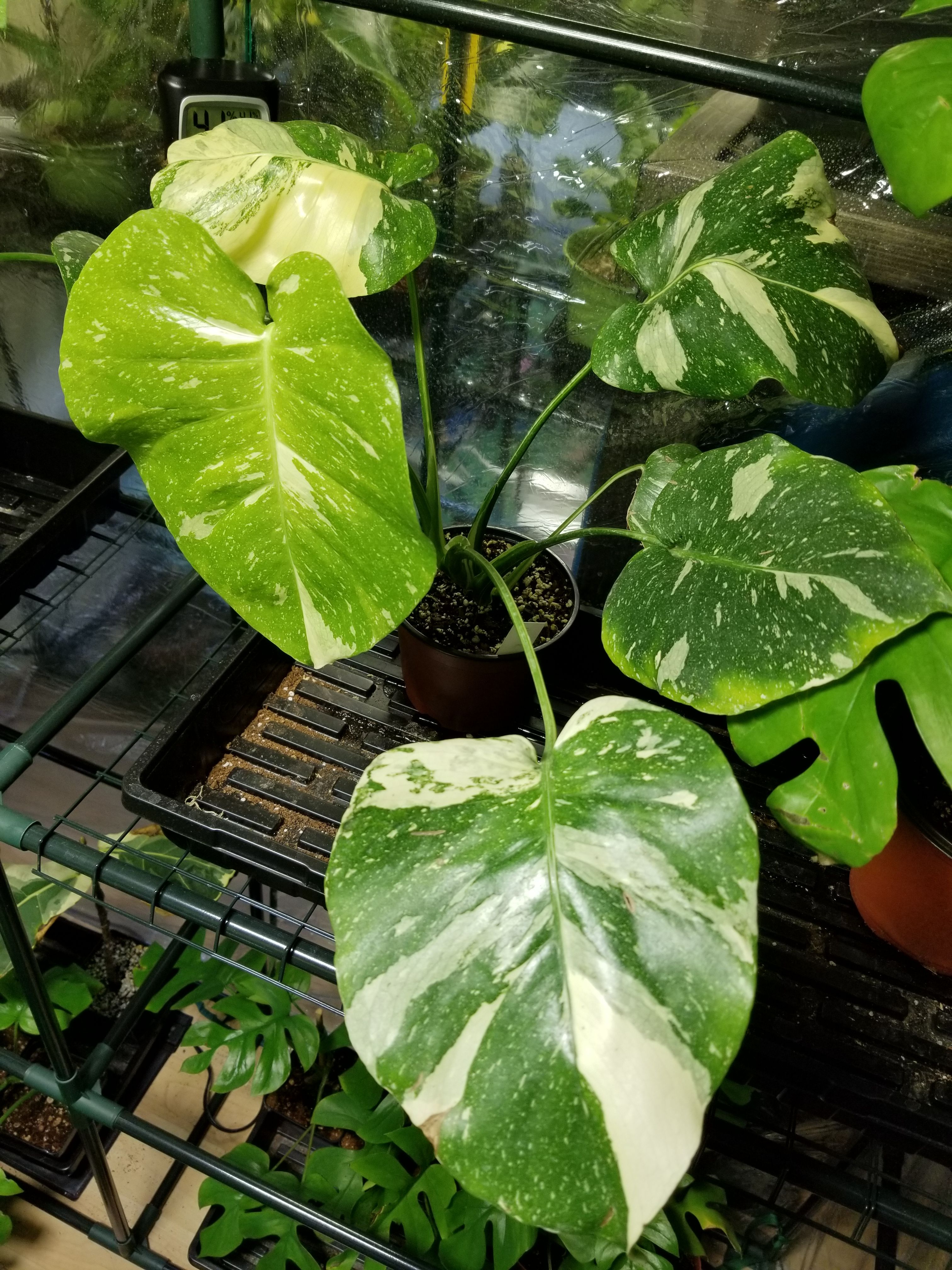 Rare Variegated Monstera deliciosa for Sale in Santee, CA - OfferUp