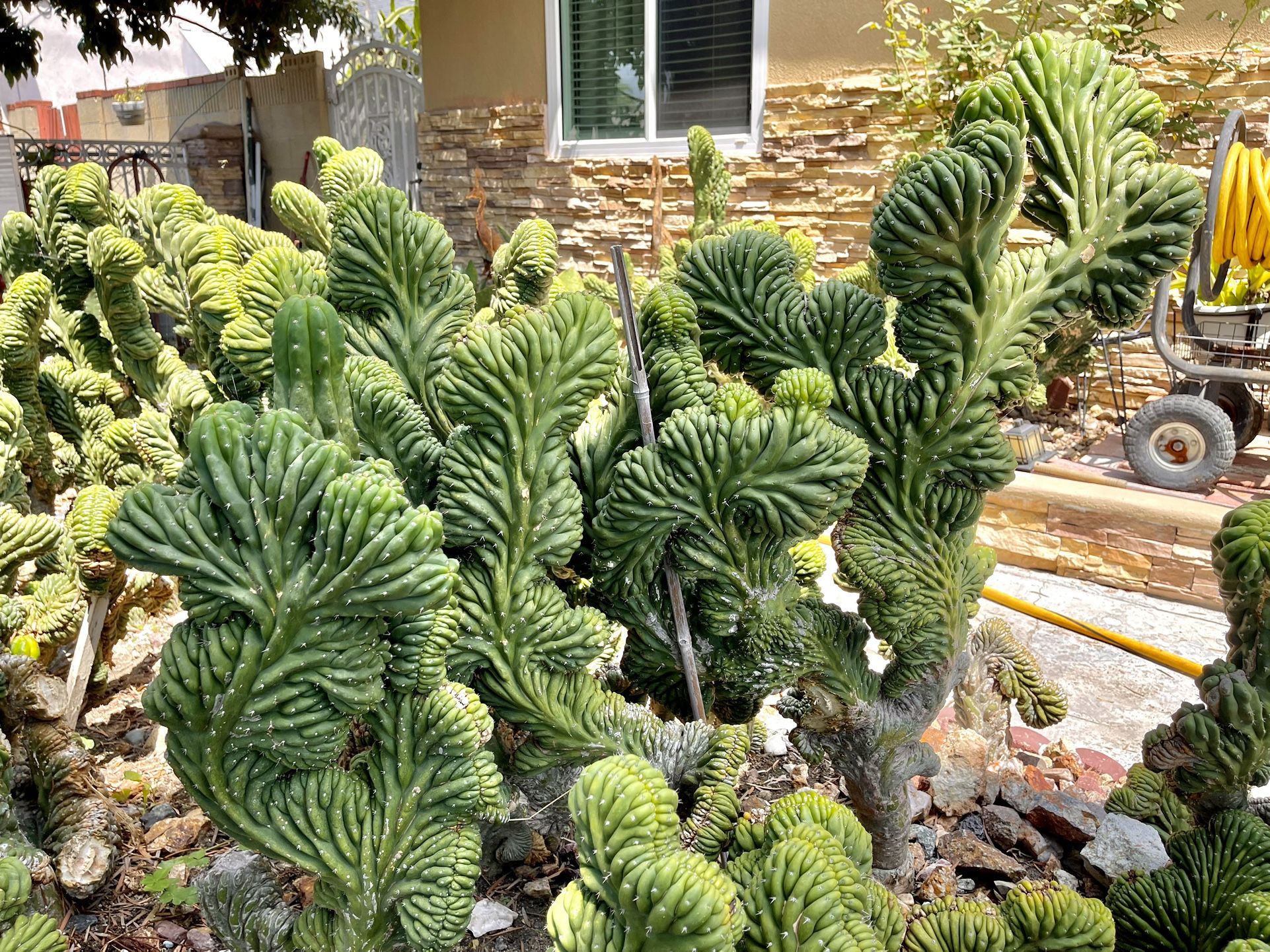 Crested San Pedro Cactus Trimming & Full Plant (Echinopsis pachanoi f ...