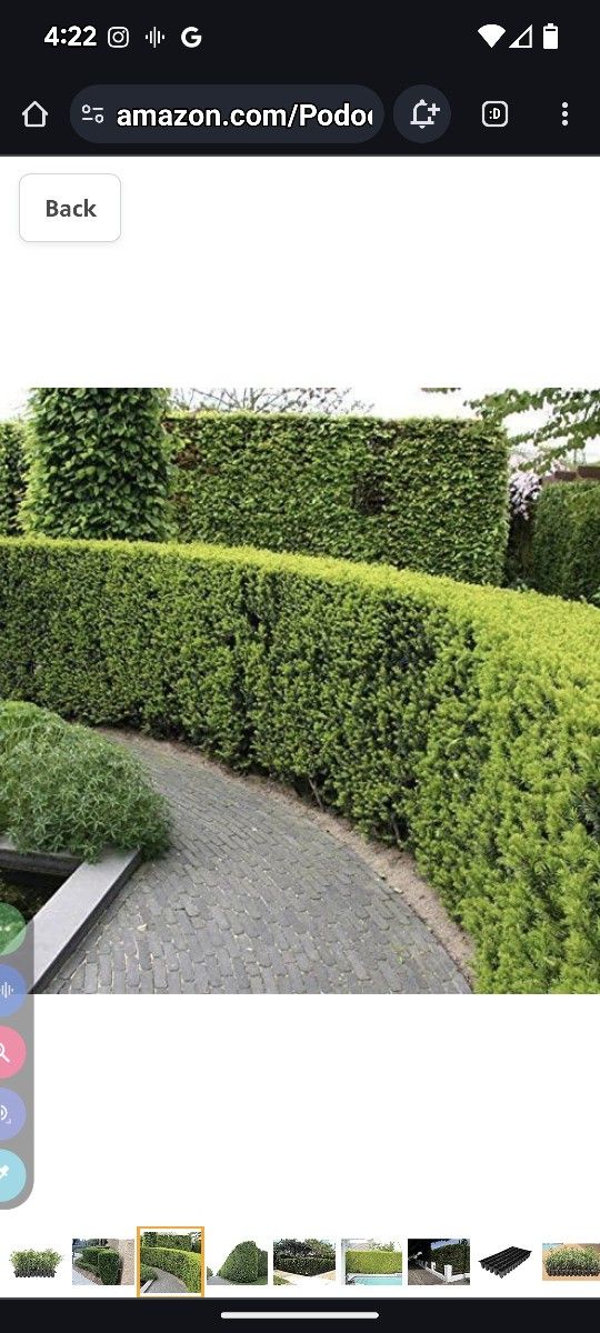 Podocarpus Over 6 Feet Hedge Tall Instant Privacy Hedge Full Green ...