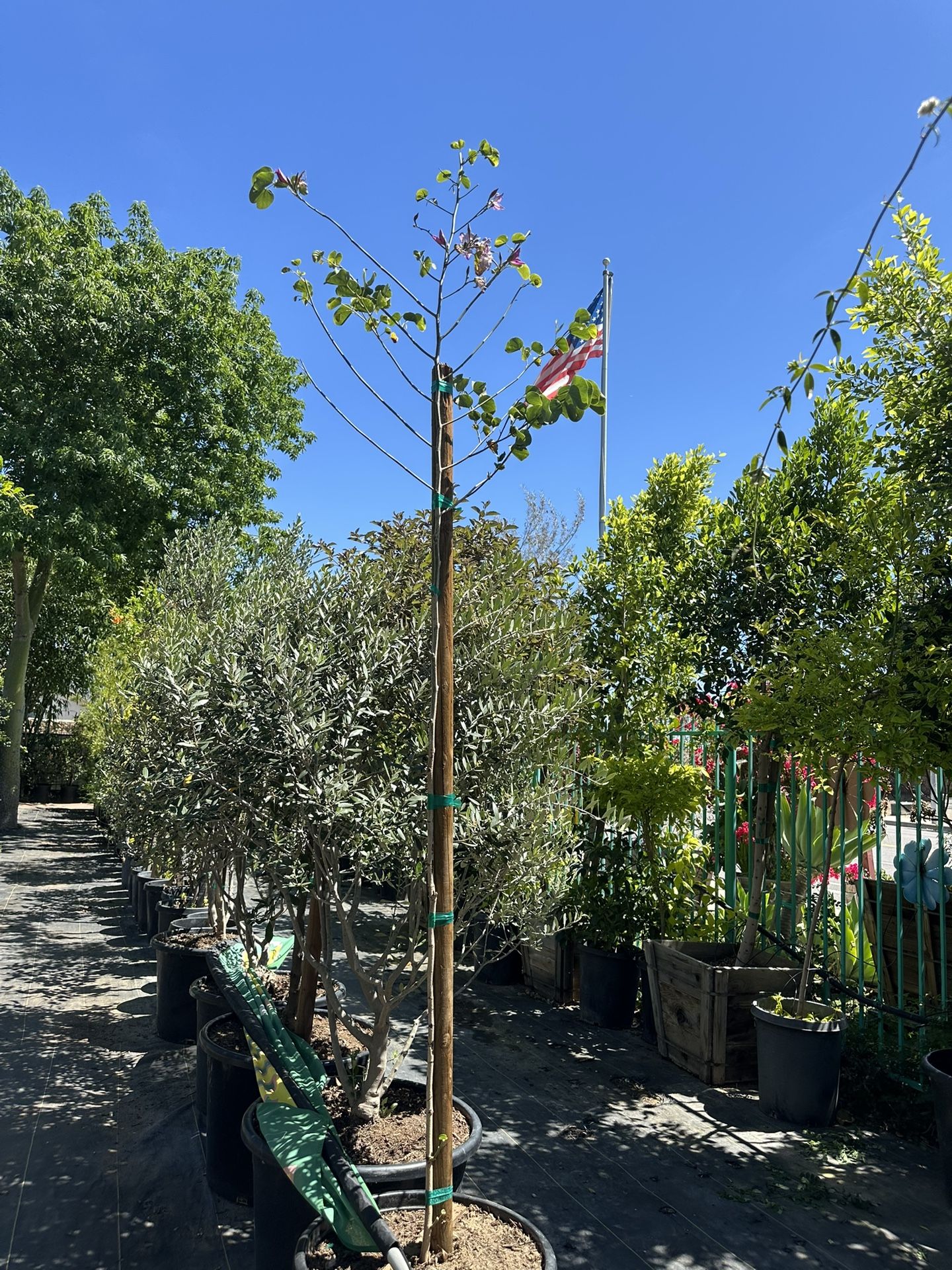 Bauhinia Orchid Tree , Pata De Vaca Tree 20gal Tree for Sale in ...