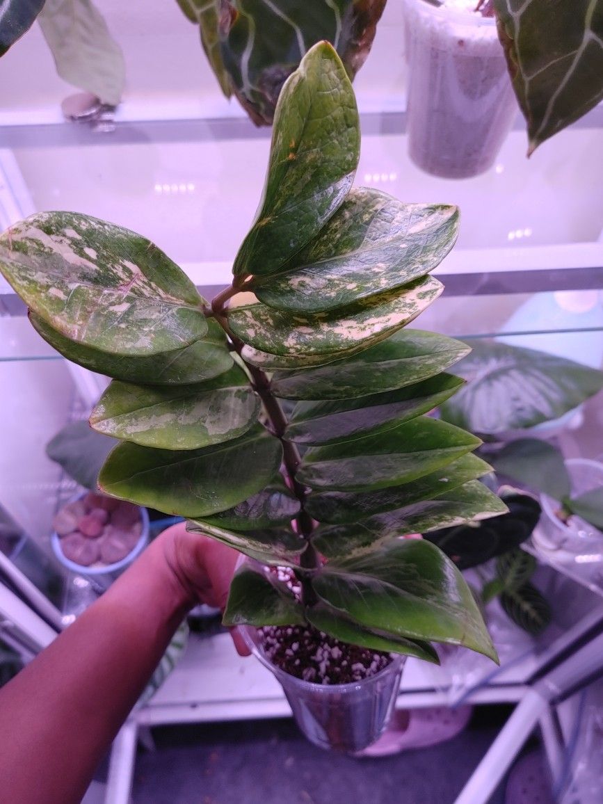 Varigated ZZ plant for Sale in Hesperia, CA - OfferUp