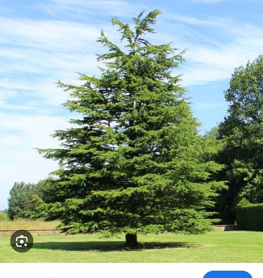 4Ft Deodar Pine Tree X2 for Sale in Agua Dulce, CA - OfferUp