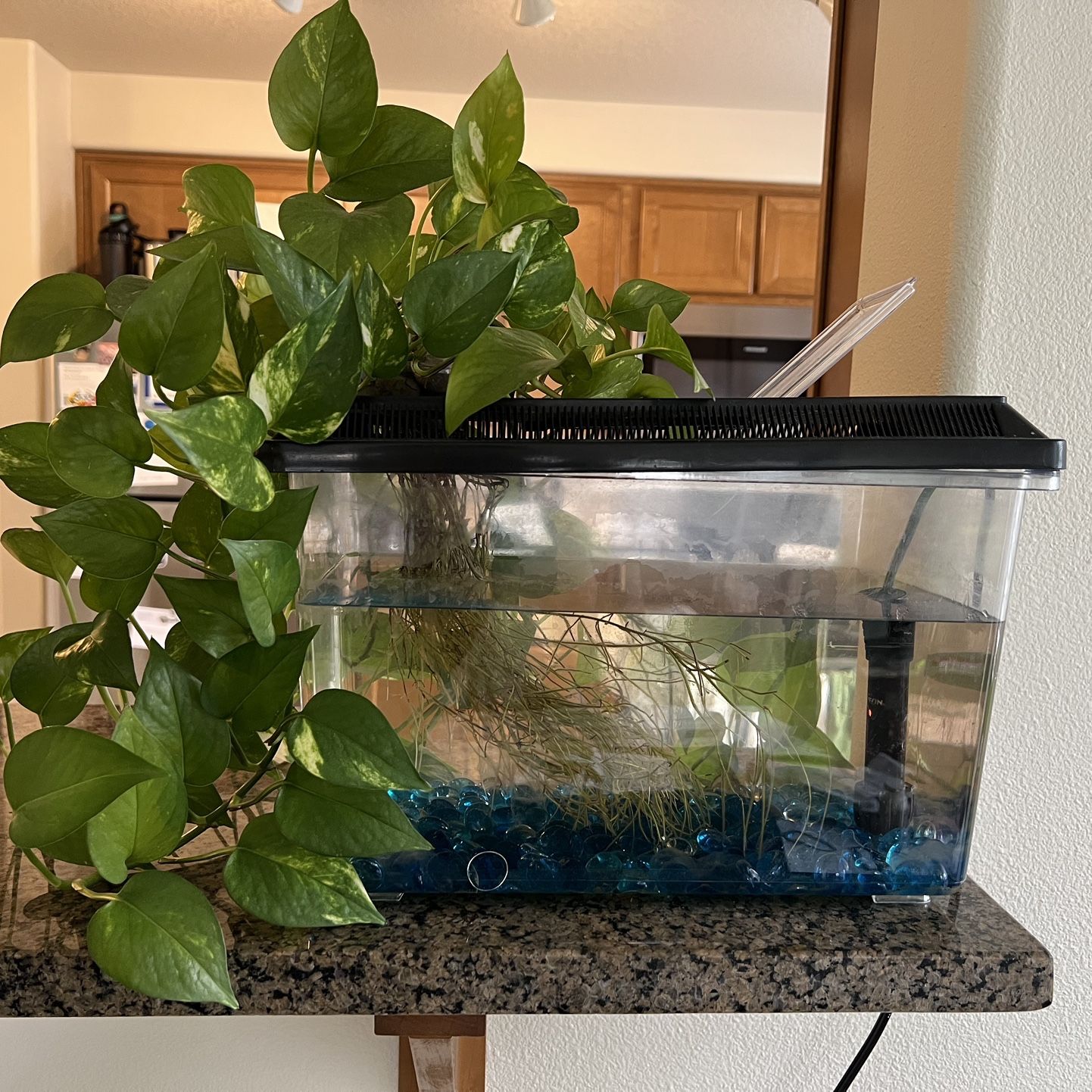 Pothos Aquarium