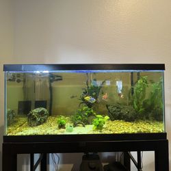 Aqueon Standard Glass Aquarium Tank 40 Gallon Breeder Petco