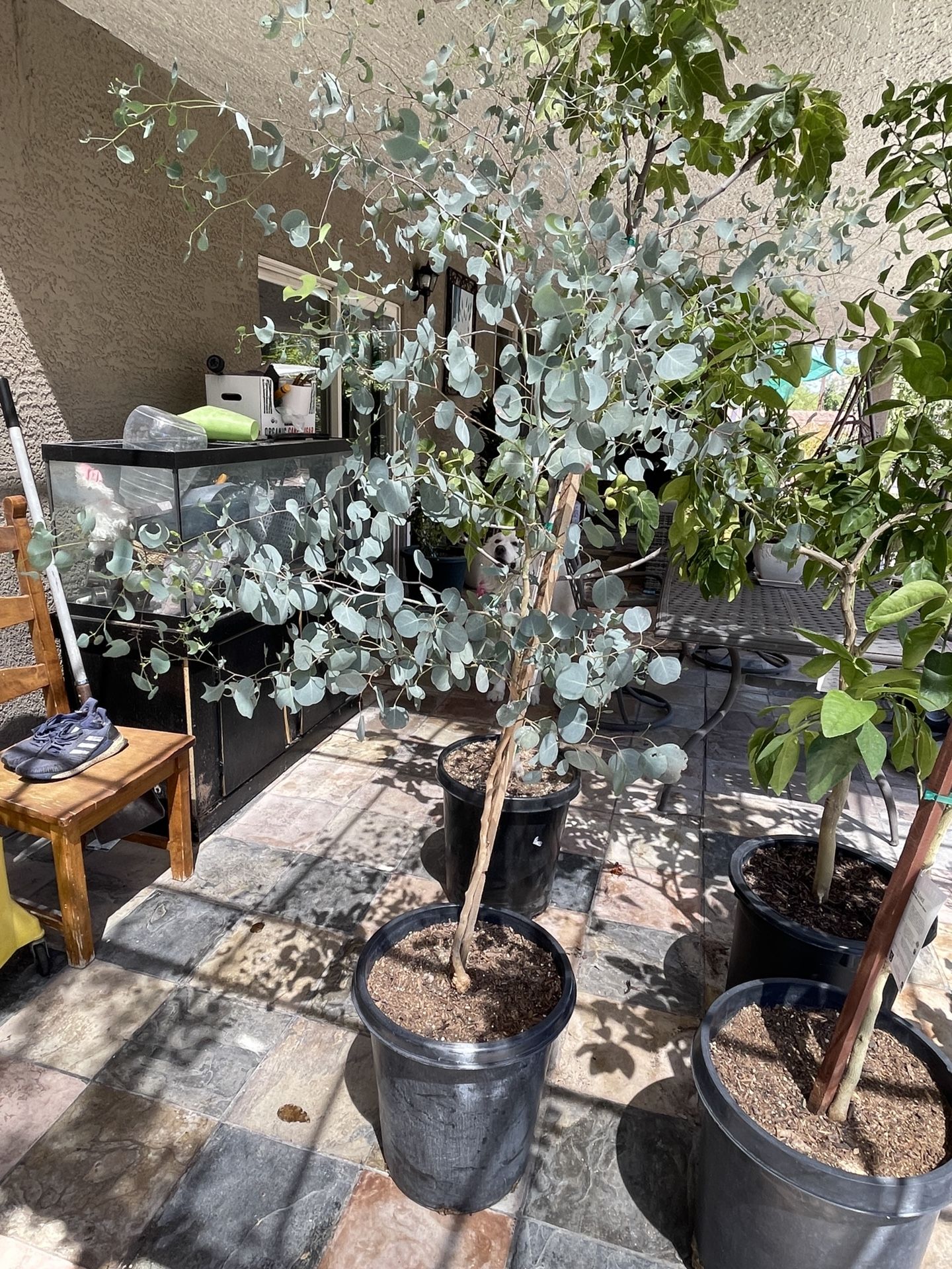 Silver Dollar Tree for Sale in Las Vegas, NV - OfferUp