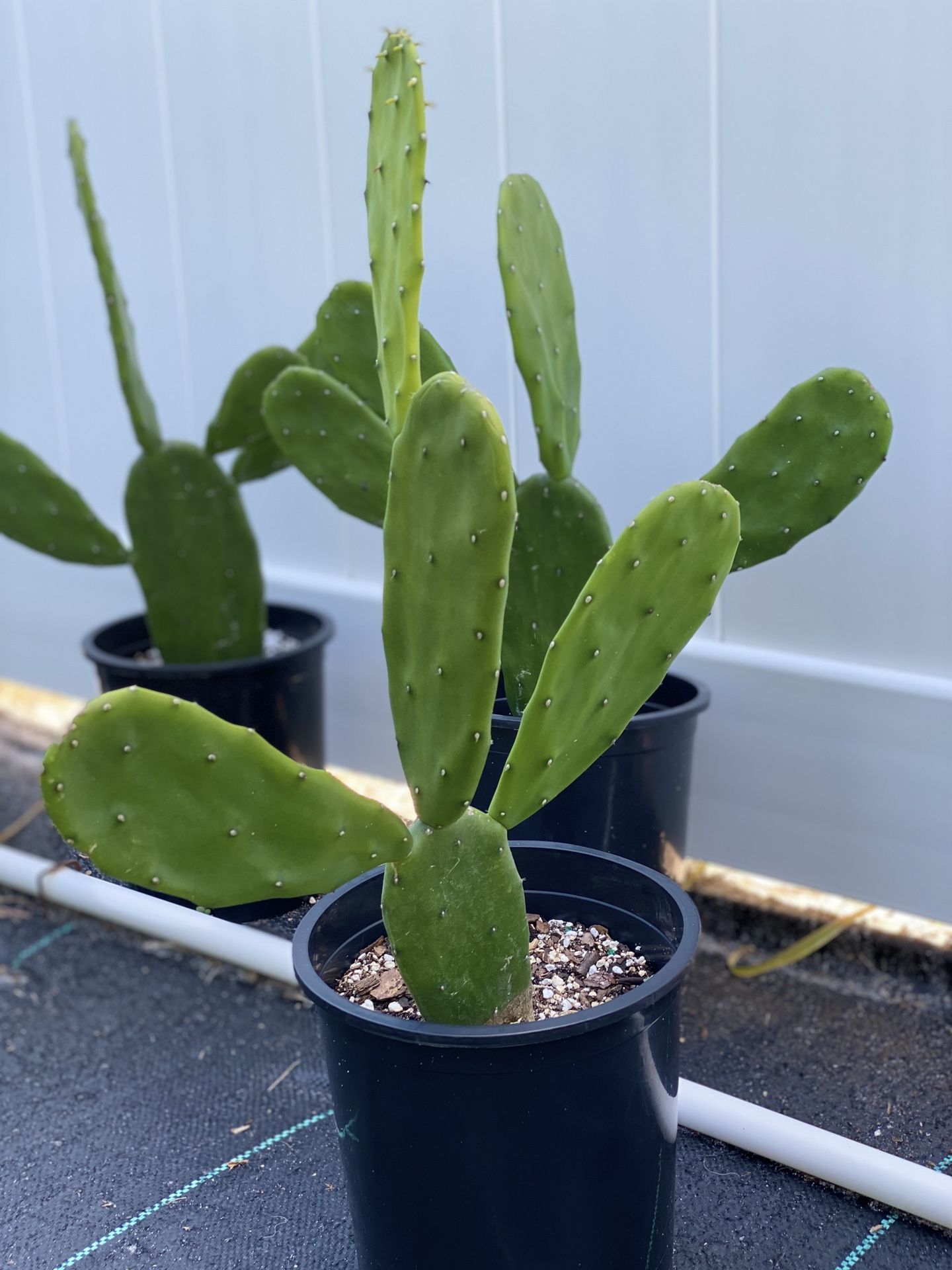Spineless Prickly Pear ( Opuntia Cactus) for Sale in Oviedo, FL - OfferUp
