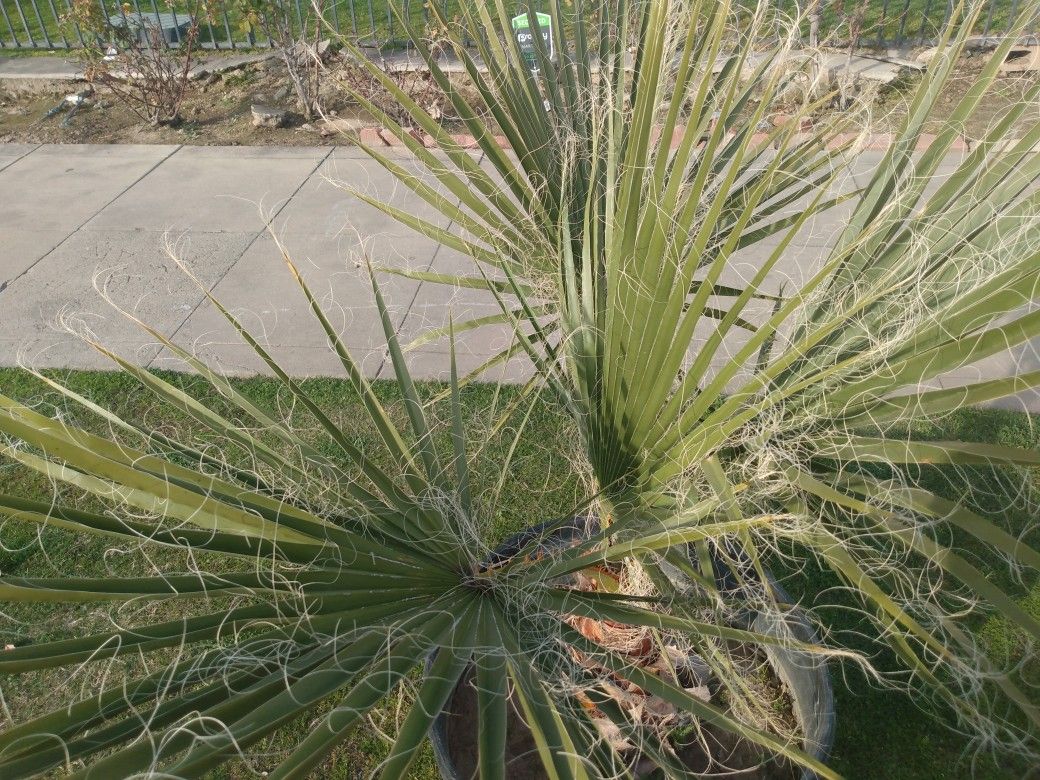 Sega palm tree for Sale in Bakersfield, CA - OfferUp