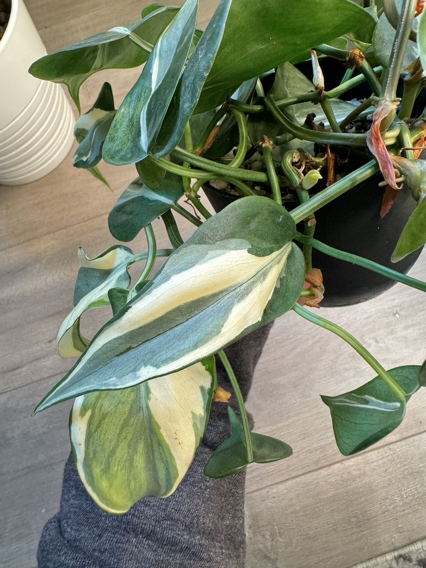 Philodendron Rio for Sale in Buena Park, CA - OfferUp