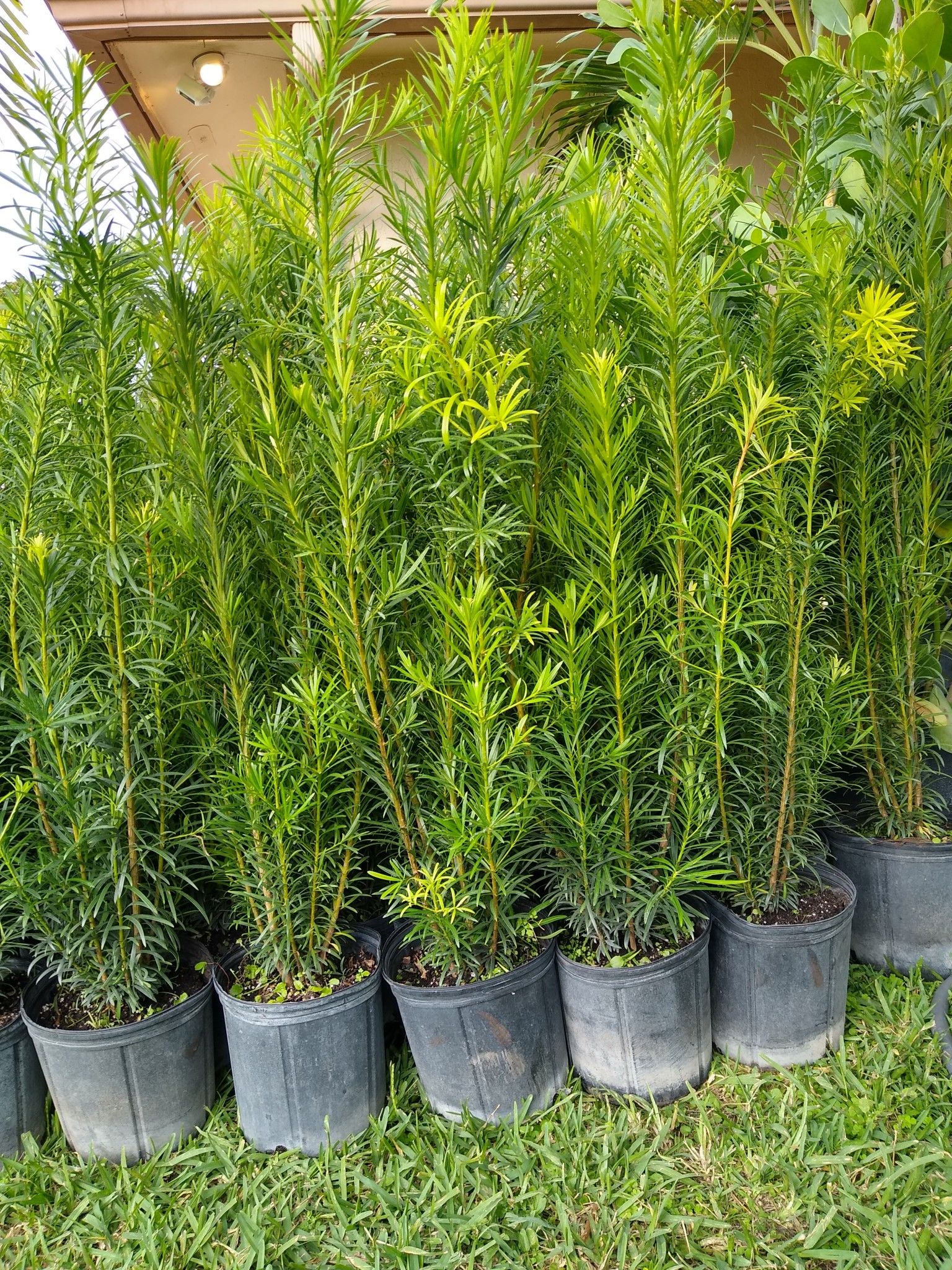 Beautiful Podocarpus plants for privacy! About 4 FEET TALL. Excellent ...