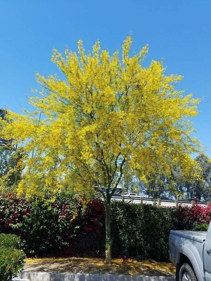 PALO VERDE TREES / DESERT MUSEUM / THORNLESS, DROUGHT TOLERANT, $40 ...