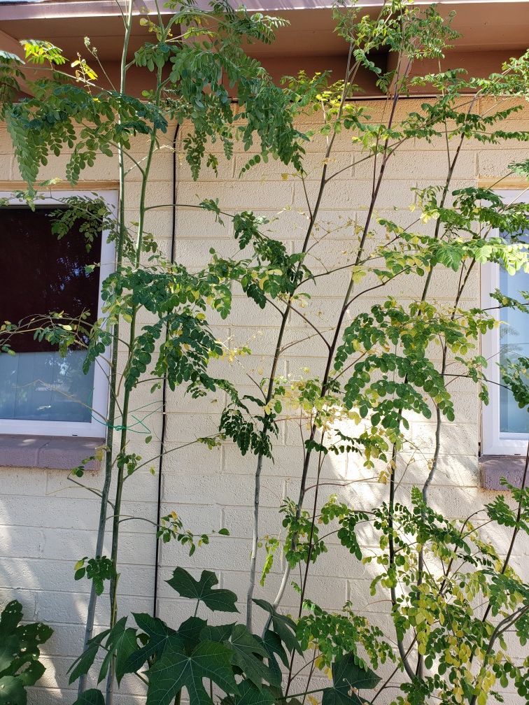 Moringa tree for Sale in Phoenix, AZ - OfferUp