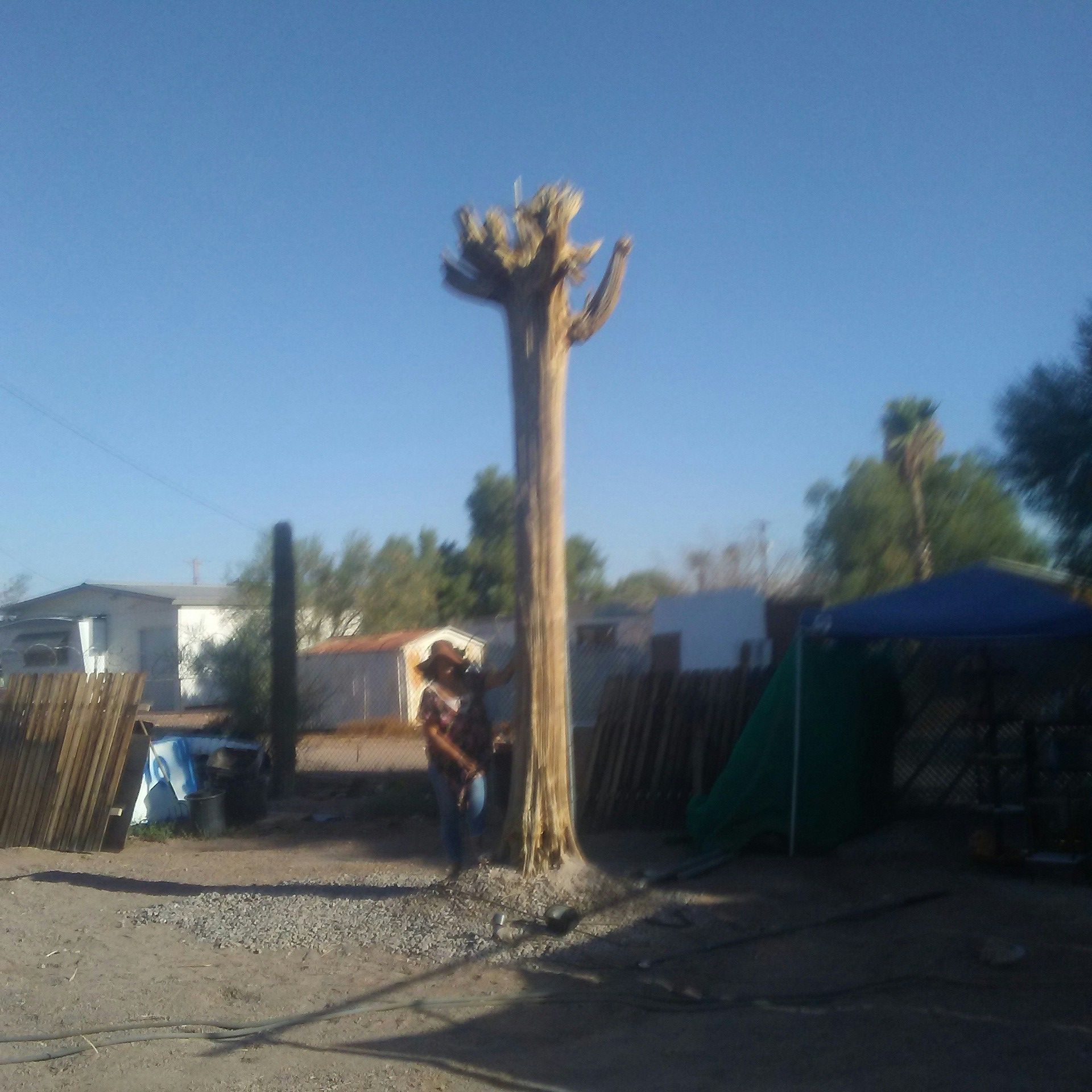 Saguaro skeletons, cholo skeletons for Sale in Mesa, AZ - OfferUp