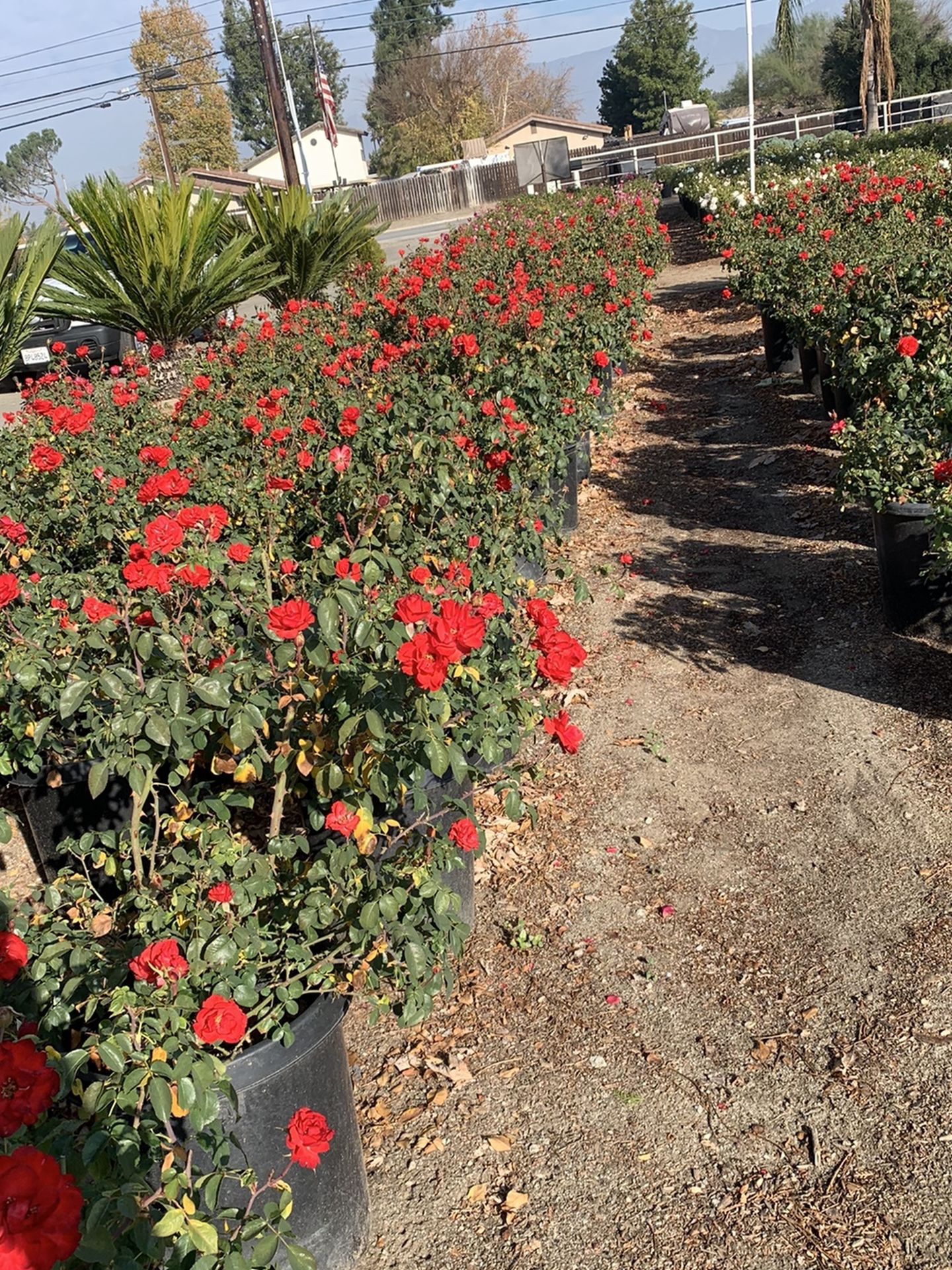 15 Gallon Red Iceberg Rose for Sale in Chino, CA - OfferUp