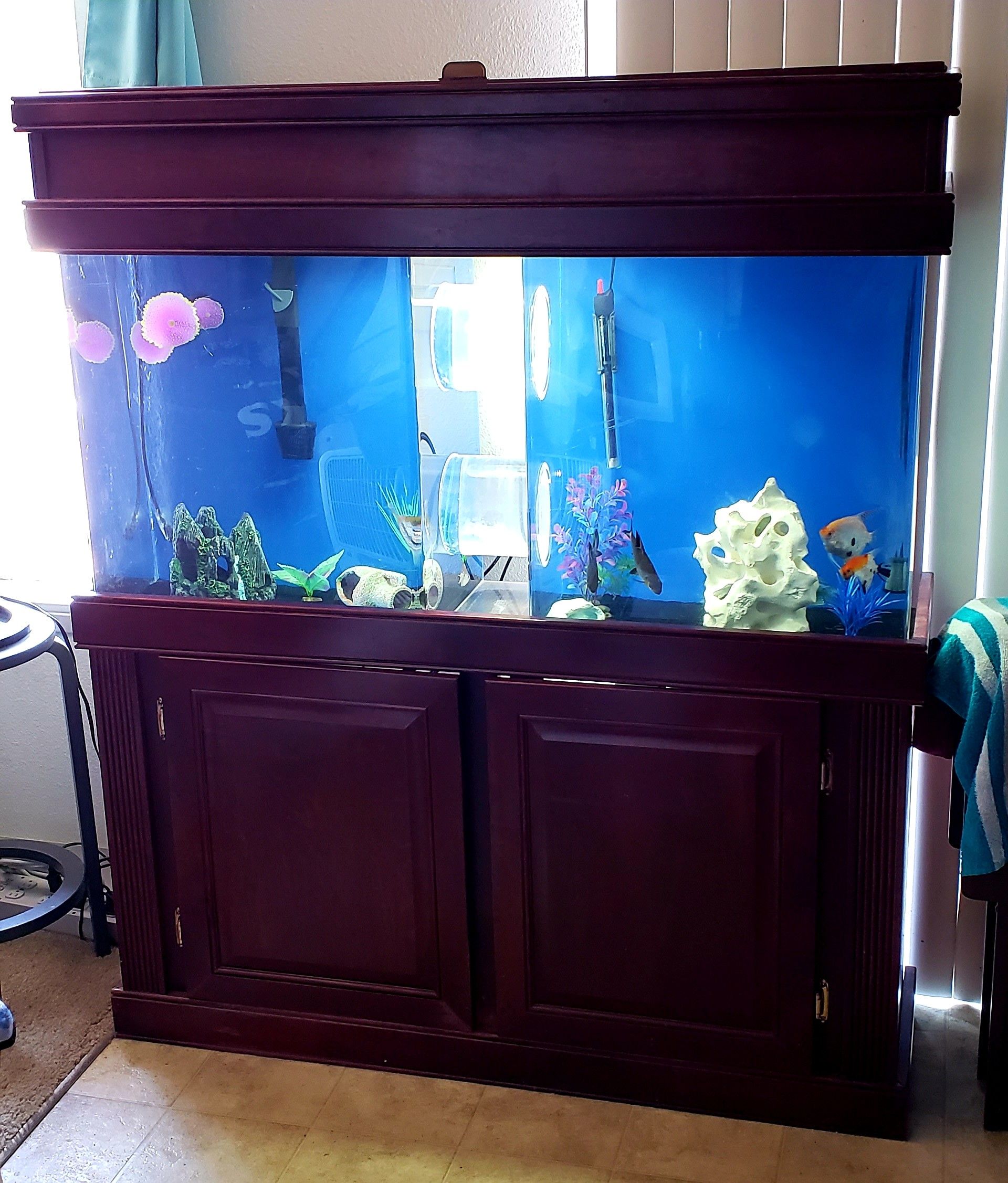 60 gallon custom split aquarium for Sale in Vancouver, WA - OfferUp