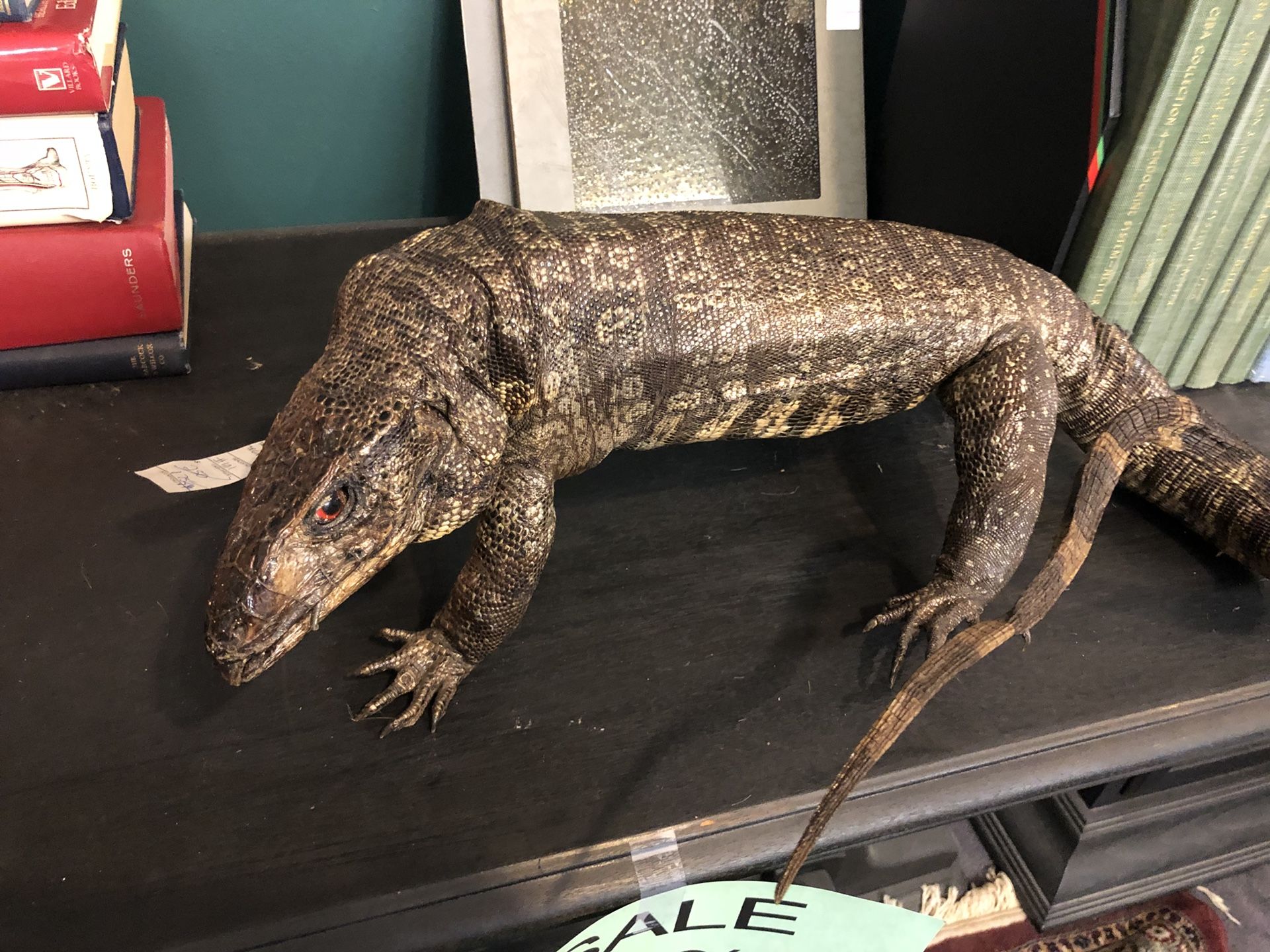Tegu Large Lizard Taxidermy for Sale in Long Beach, CA - OfferUp
