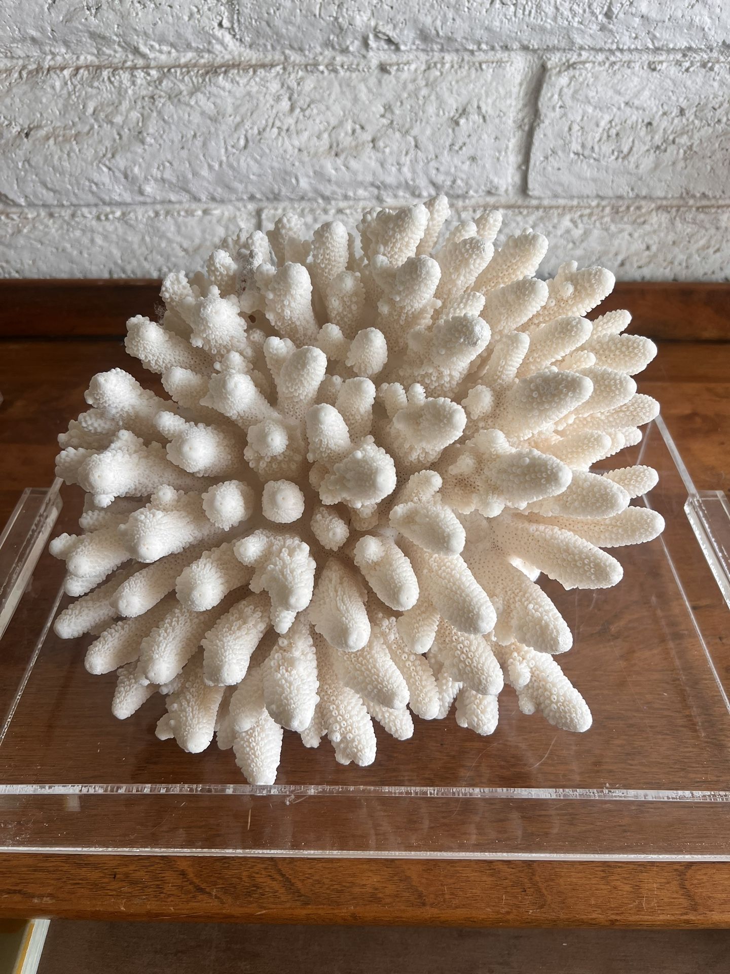 HUGE Coral ~ Many Seashells Available for Sale in Scottsdale, AZ - OfferUp
