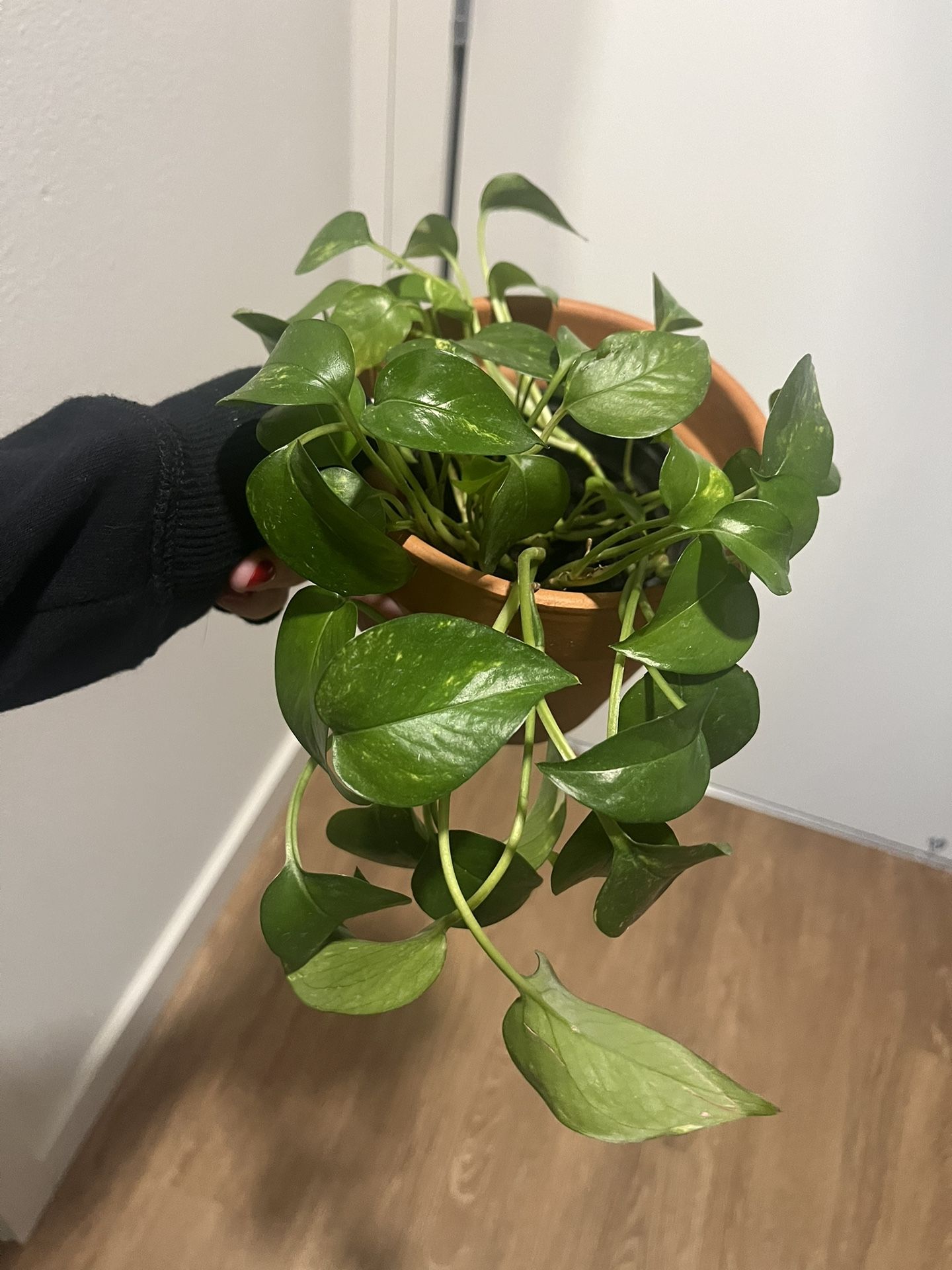 Hanging Pathos Plant 3” Pot for Sale in Portland, OR - OfferUp