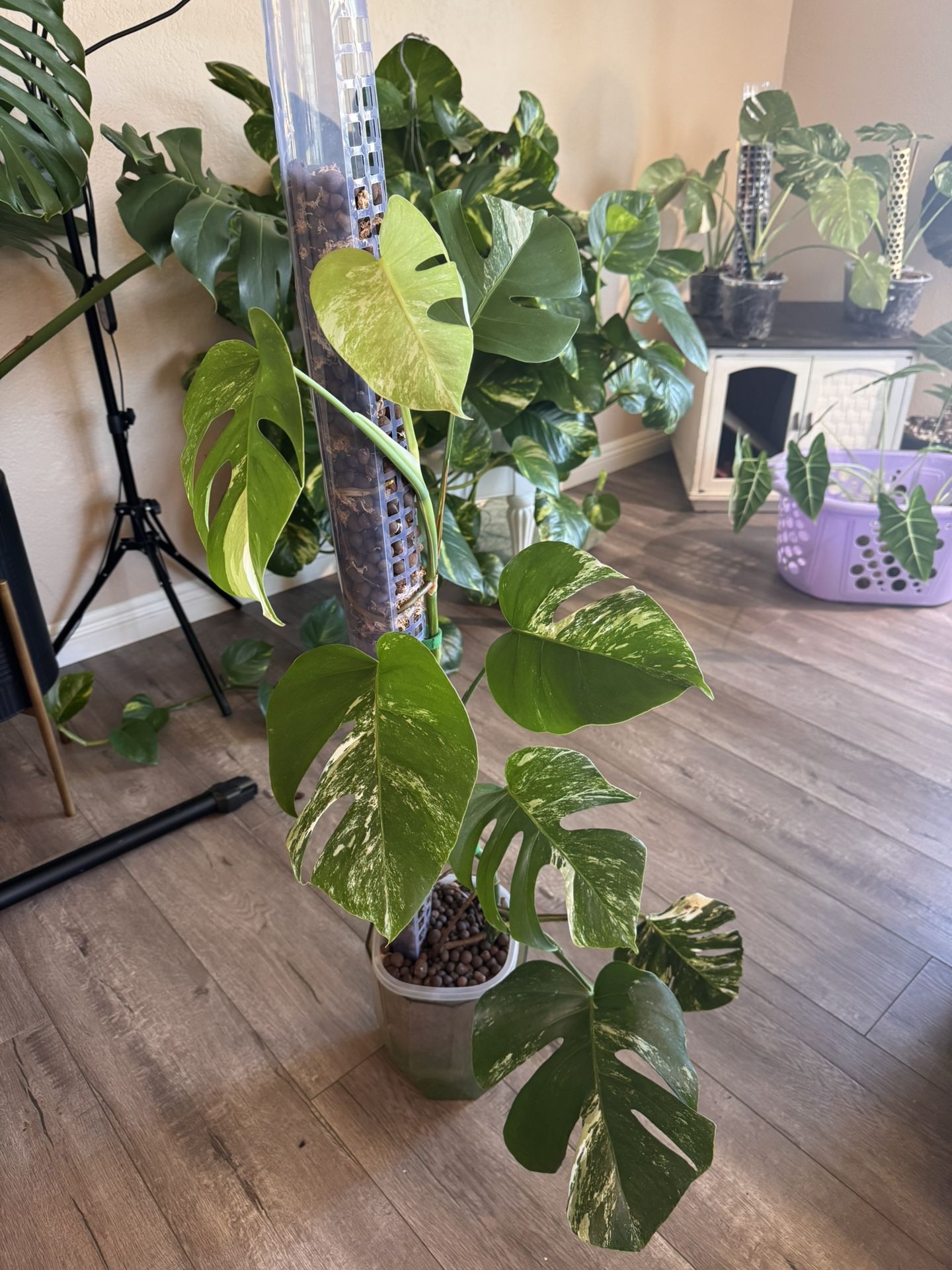 3 Ft Monstera Albo On Lecca Pole for Sale in Moreno Valley, CA - OfferUp