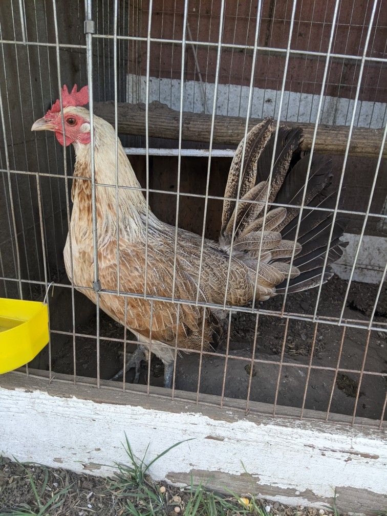 Gallinas Finas for Sale in Los Angeles, CA - OfferUp
