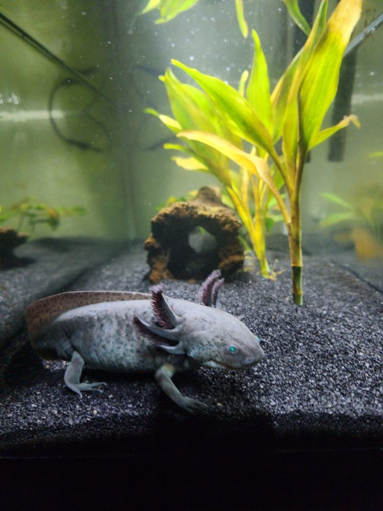 Axolotl Fish Tank For Sale. 20 Gallon for Sale in Houston, TX - OfferUp