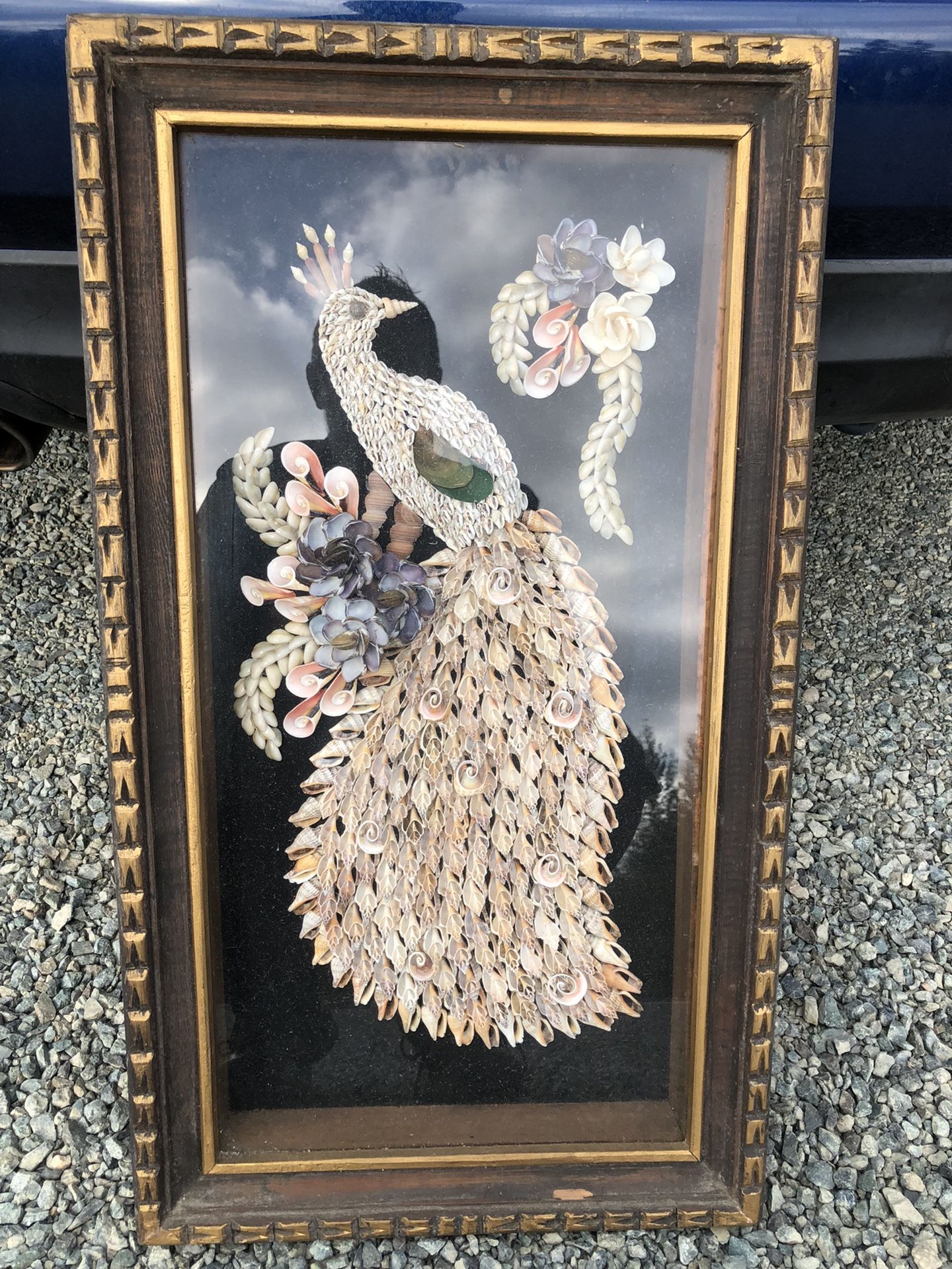 Peacock Shell Art for Sale in Oak Harbor, WA - OfferUp