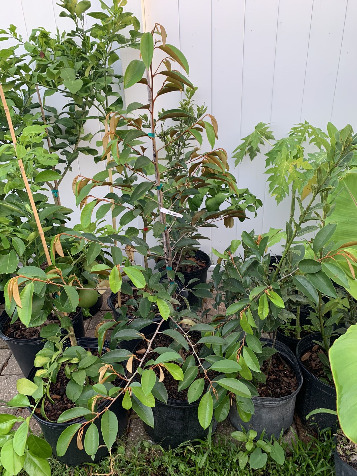 Star apple / caimito tree with flower (grafting ) for Sale in ...