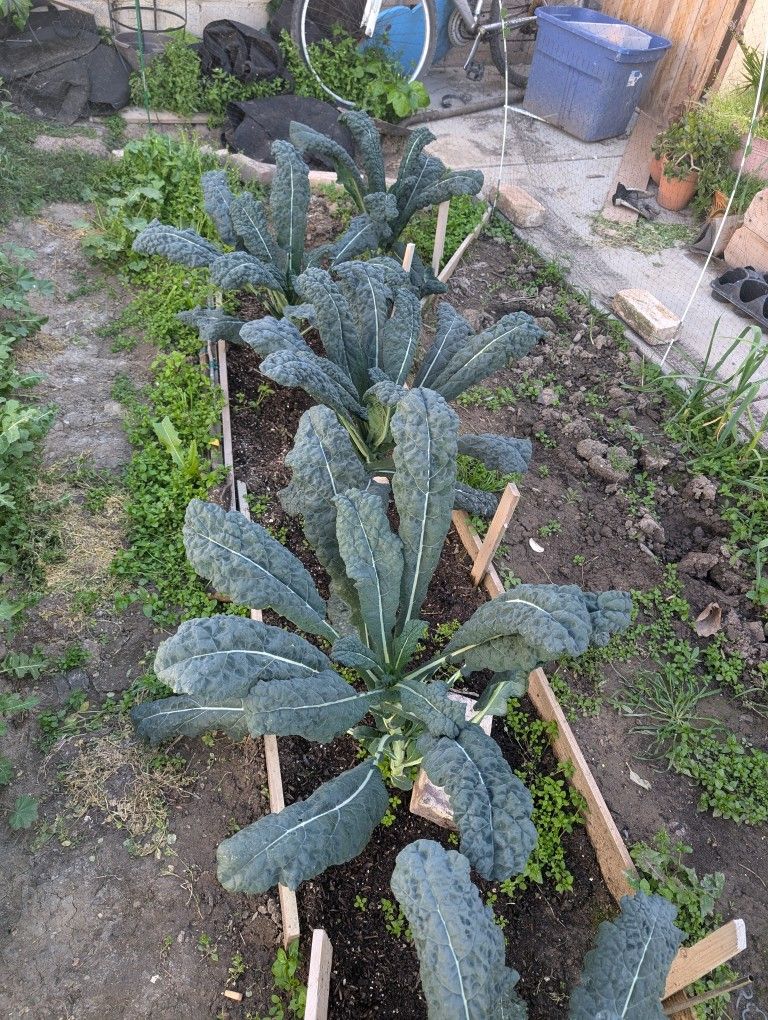 Mature Lacinato Dinosaur Kale Plants for Sale in Tracy, CA - OfferUp